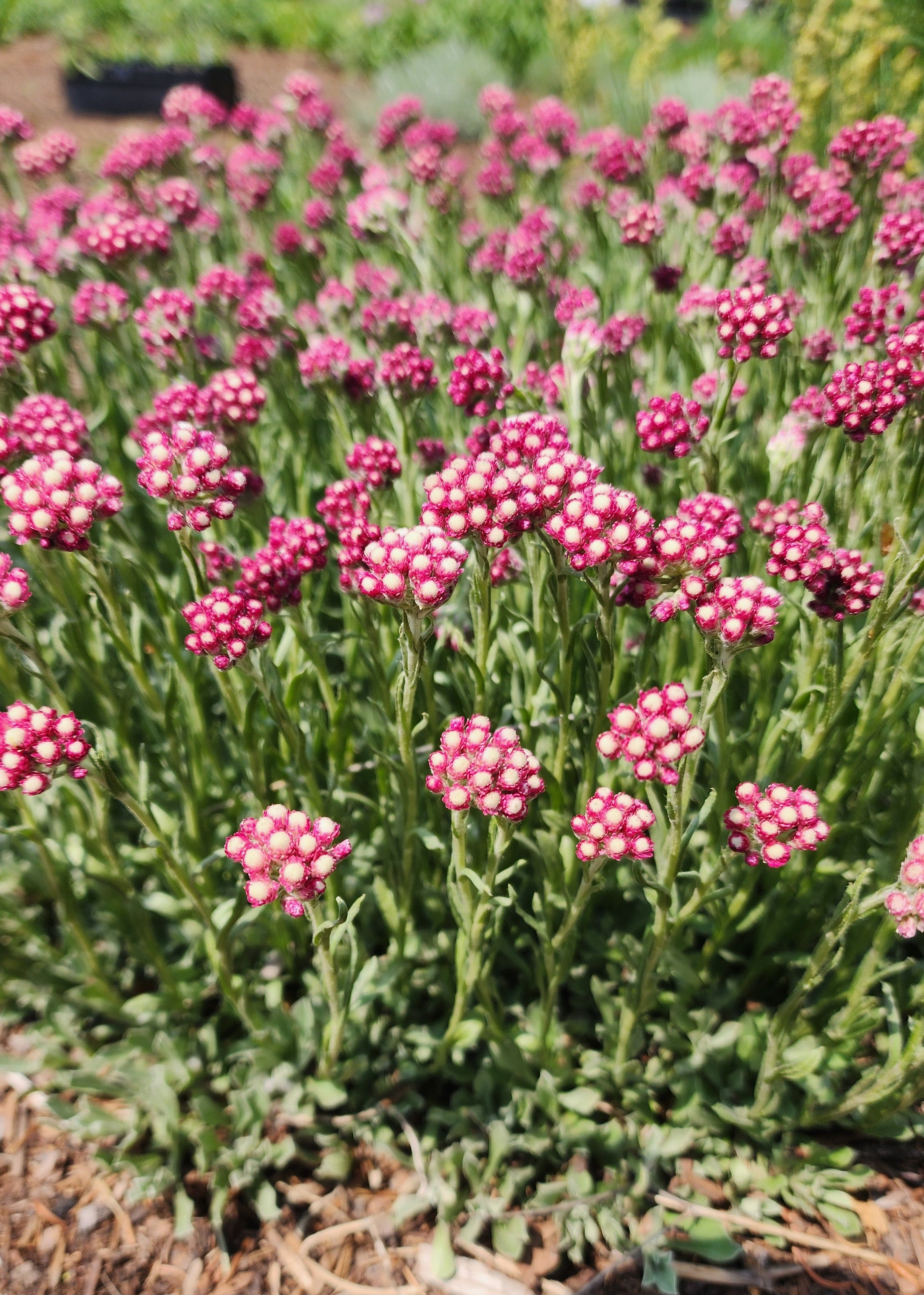 Antennaria rosea (Rosy Pussytoes) plug | ALCLA Native Plants Shop