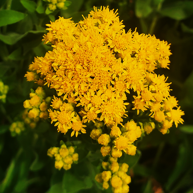 Solidago rigida (Stiff Goldenrod) seed packets | ALCLA Native Plants Shop
