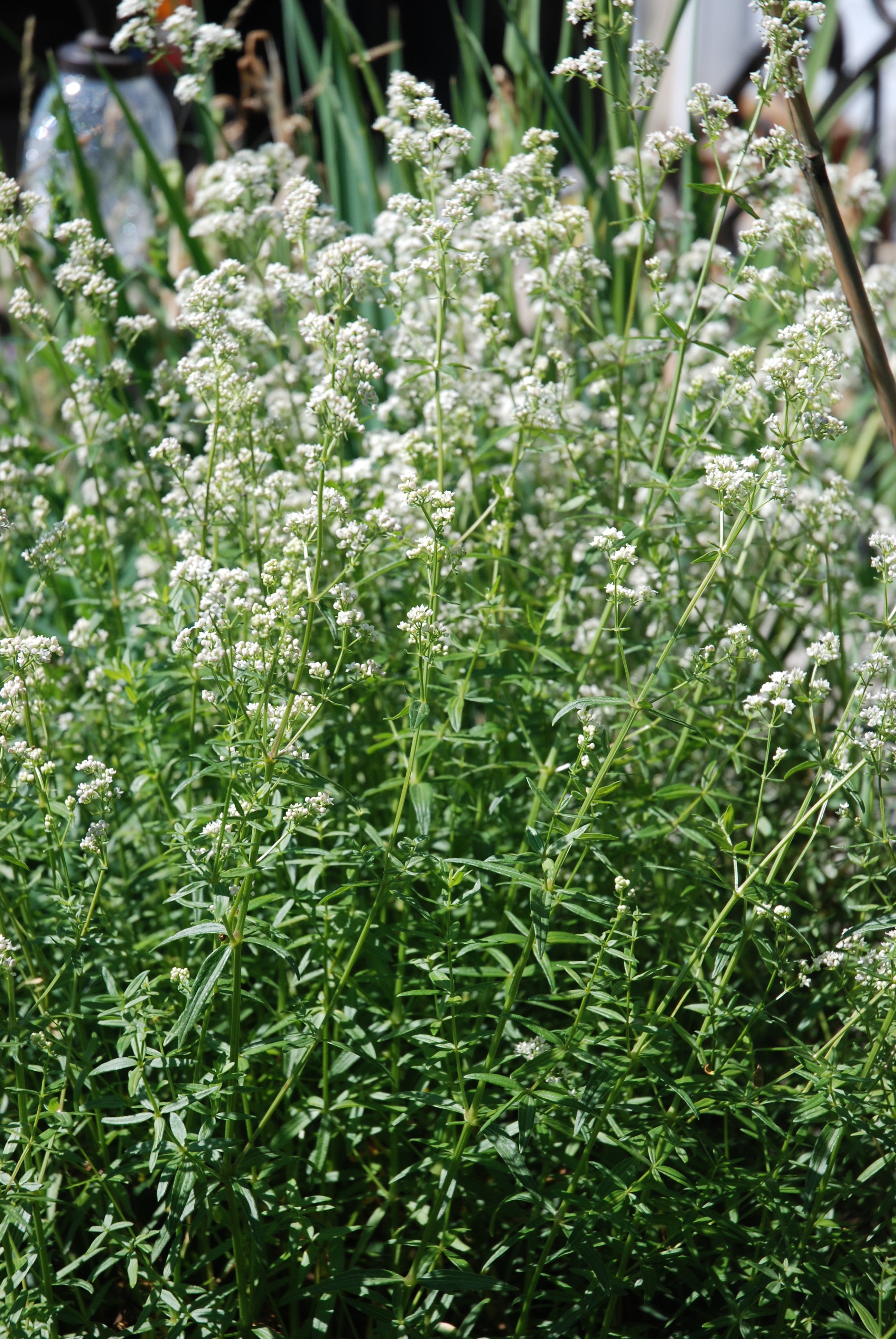Galium boreale (Northern Bedstraw) seed packets | ALCLA Native Plants Shop
