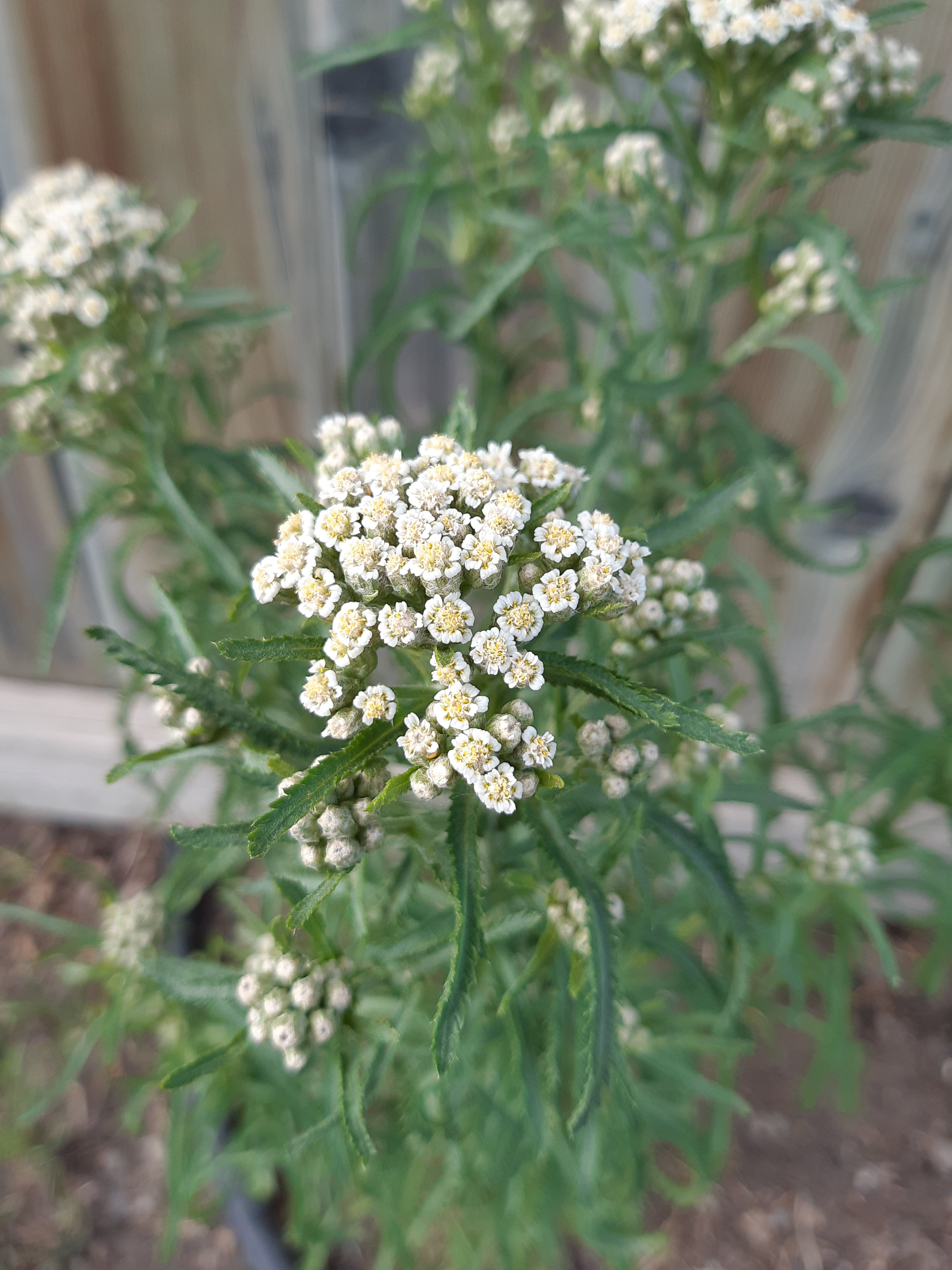 Achillea alpina (Tall Showy Yarrow) seed packet | ALCLA Native Plants Shop