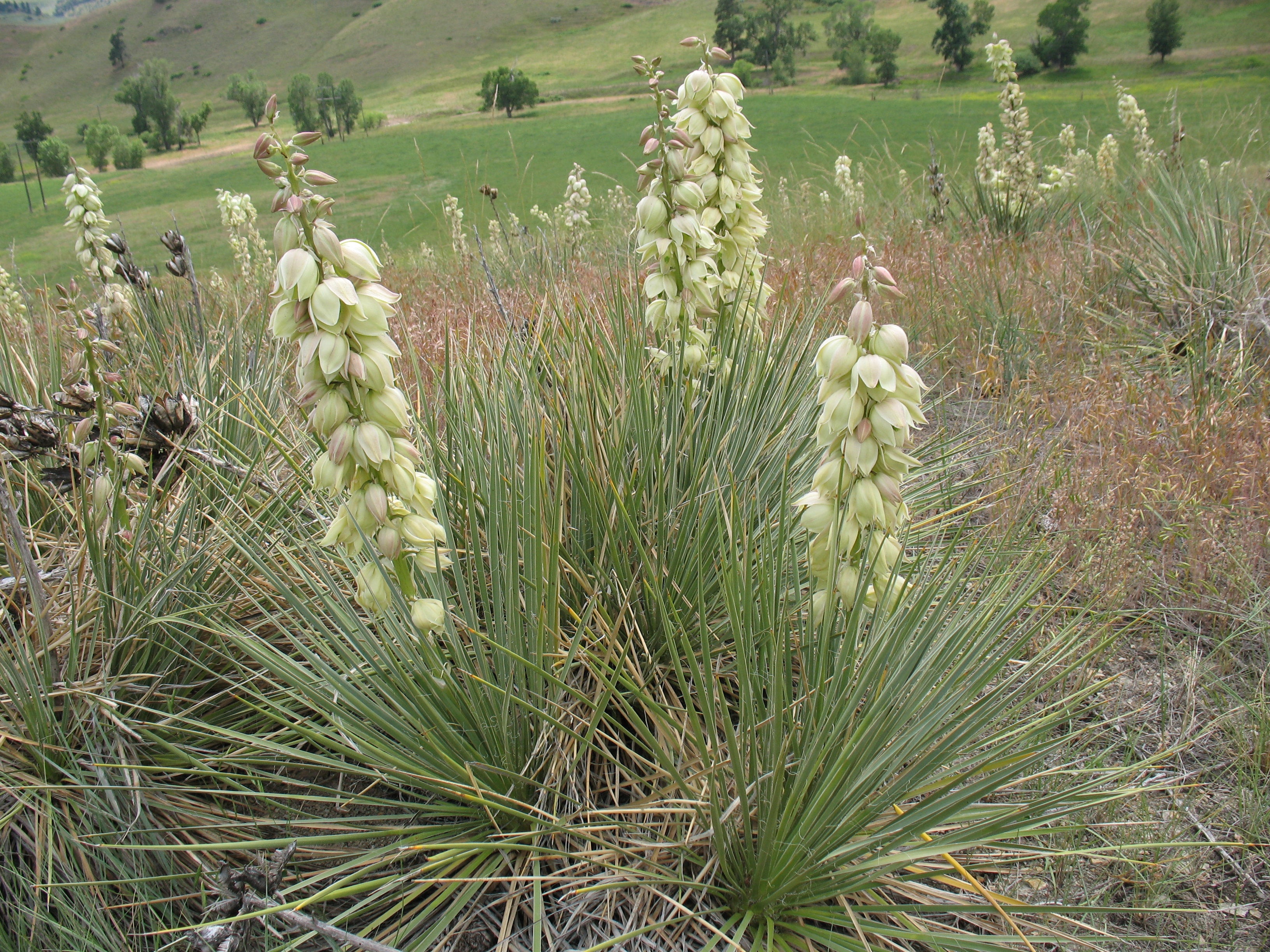 Yucca glauca seed packet | ALCLA Native Plants Shop