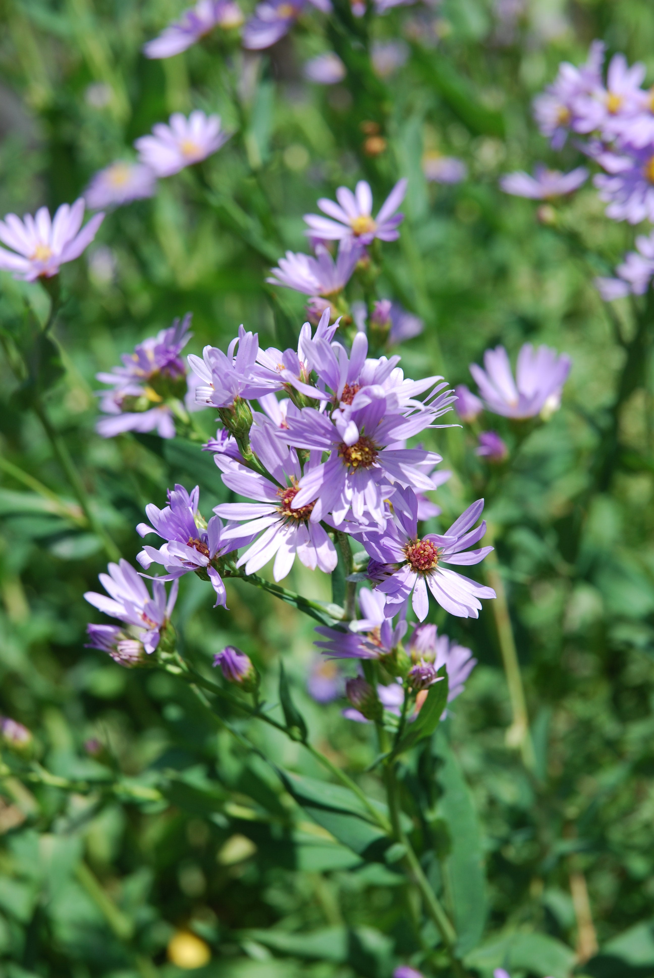 Symphyotrichum laeve (Smooth Aster) plug | ALCLA Native Plants Shop
