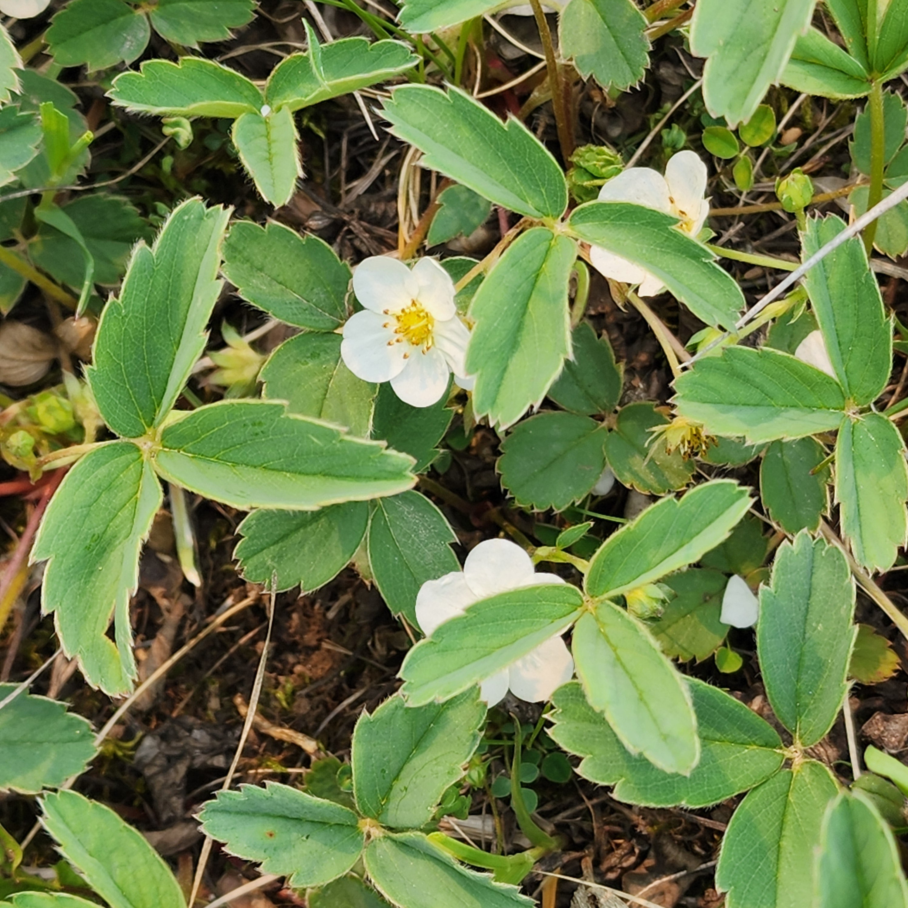 Fragaria virginiana (Wild Strawberry) plug | ALCLA Native Plants Shop