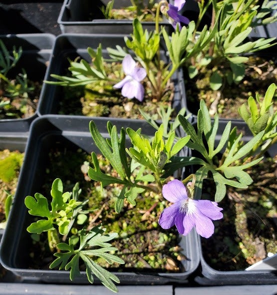 Viola pedatifida (Larkspur Violet) plug | ALCLA Native Plants Shop