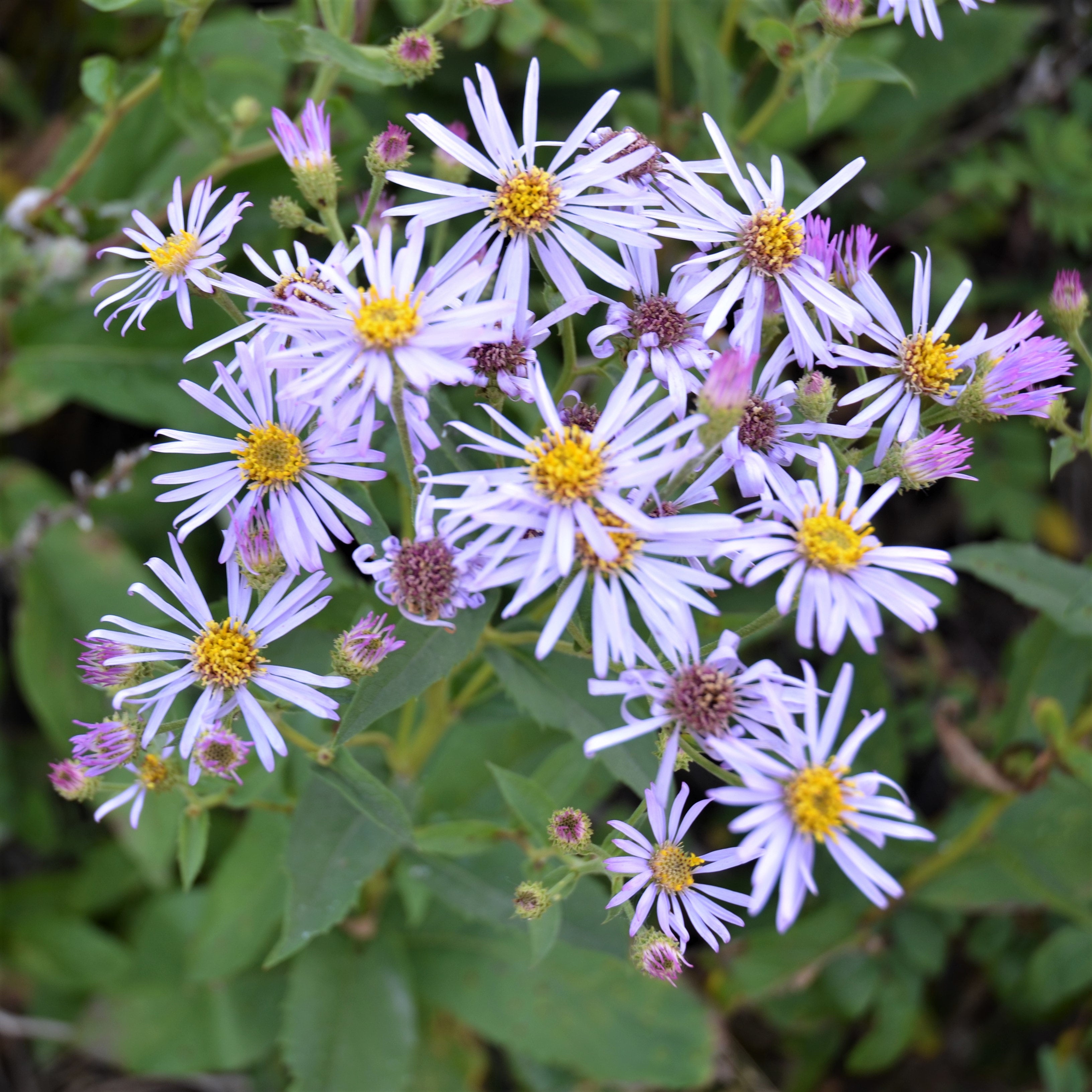 Eurybia conspicua (Showy Aster) plug | ALCLA Native Plants Shop