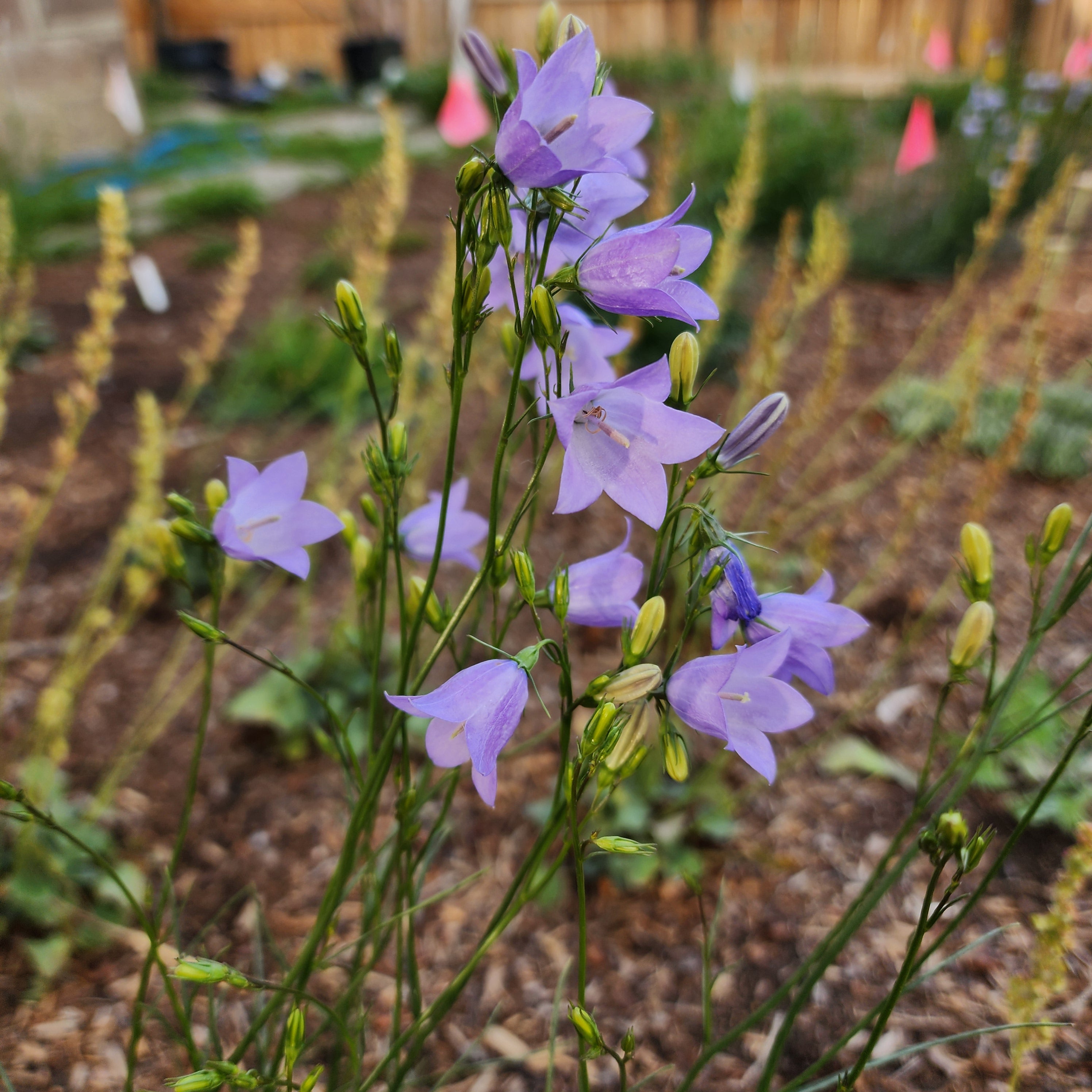 Campanula alaskana (Harebell) plug | ALCLA Native Plants Shop