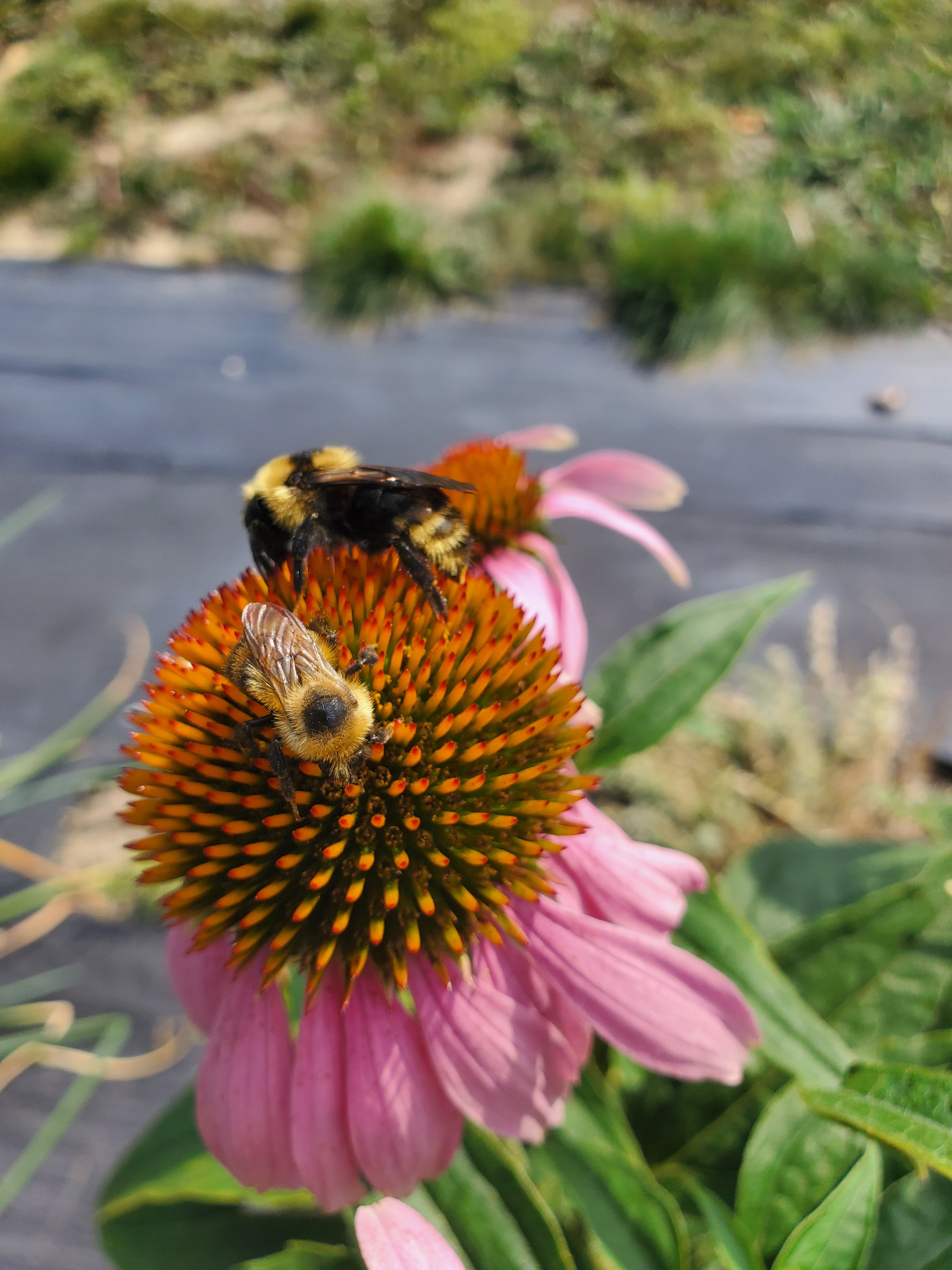 Echinacea purpurea (Purple Coneflower) plug | ALCLA Native Plants Shop
