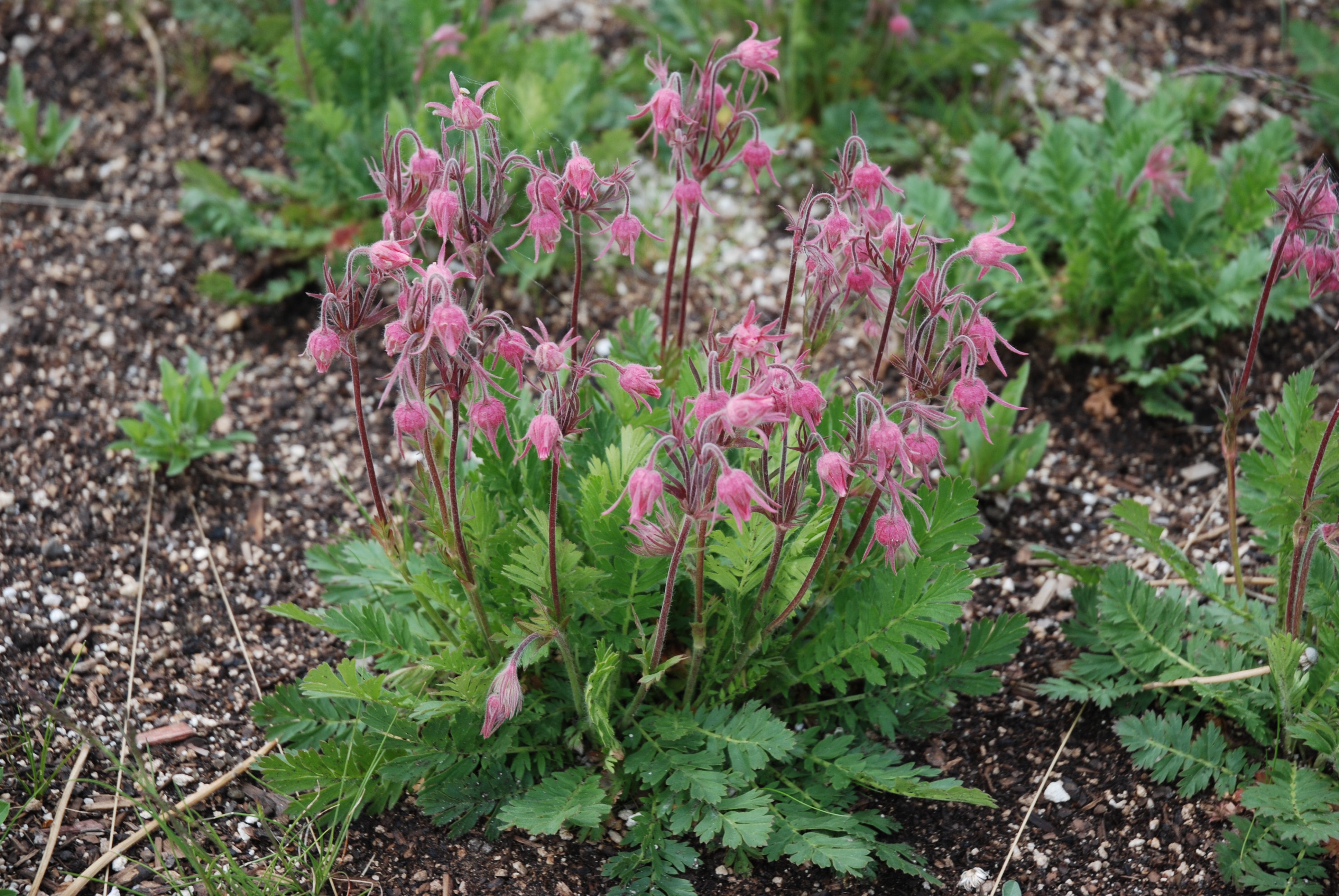Geum triflorum (Prairie Smoke) plug | ALCLA Native Plants Shop