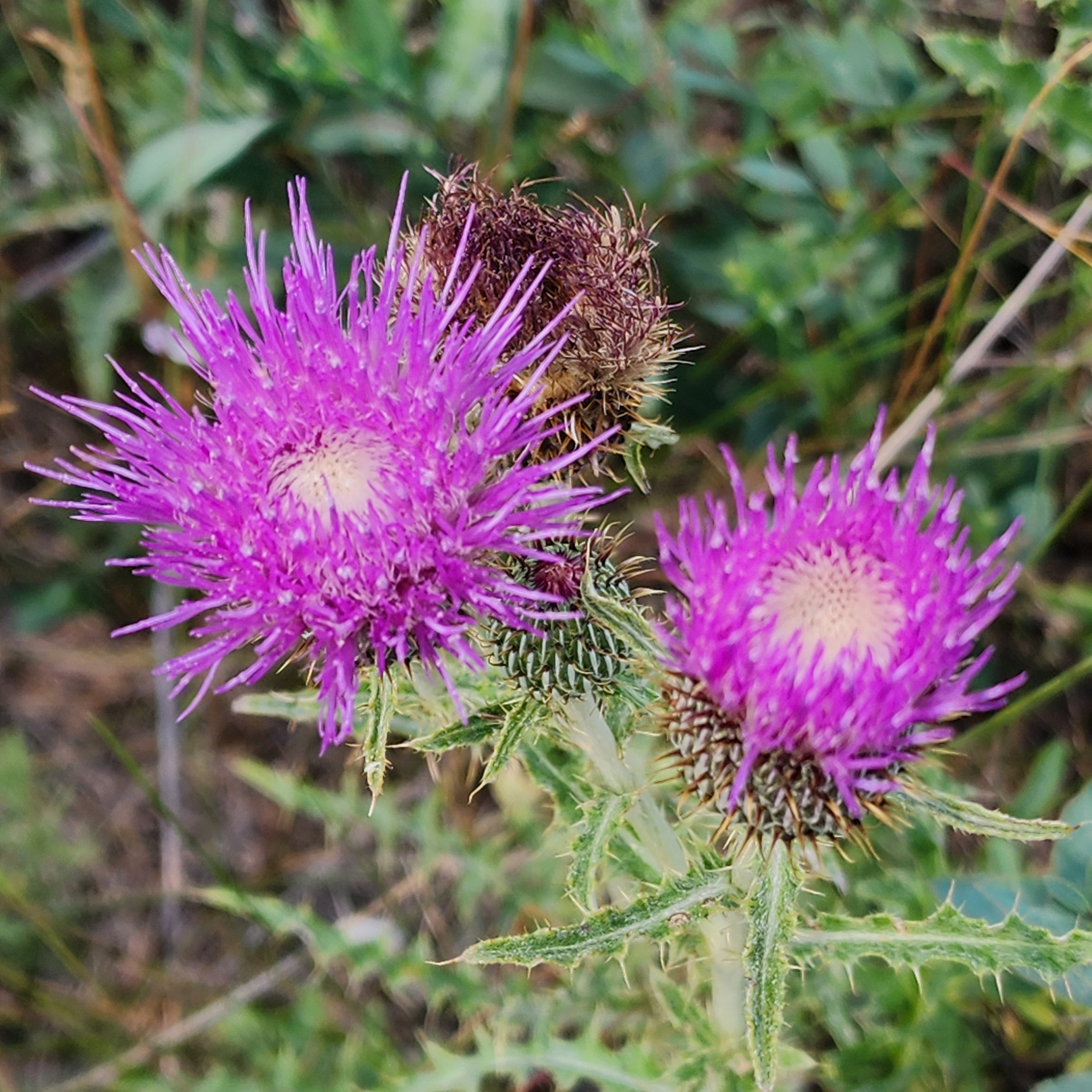 Cirsium flodmanii (Prairie Thistle) seed packet | ALCLA Native Plants Shop
