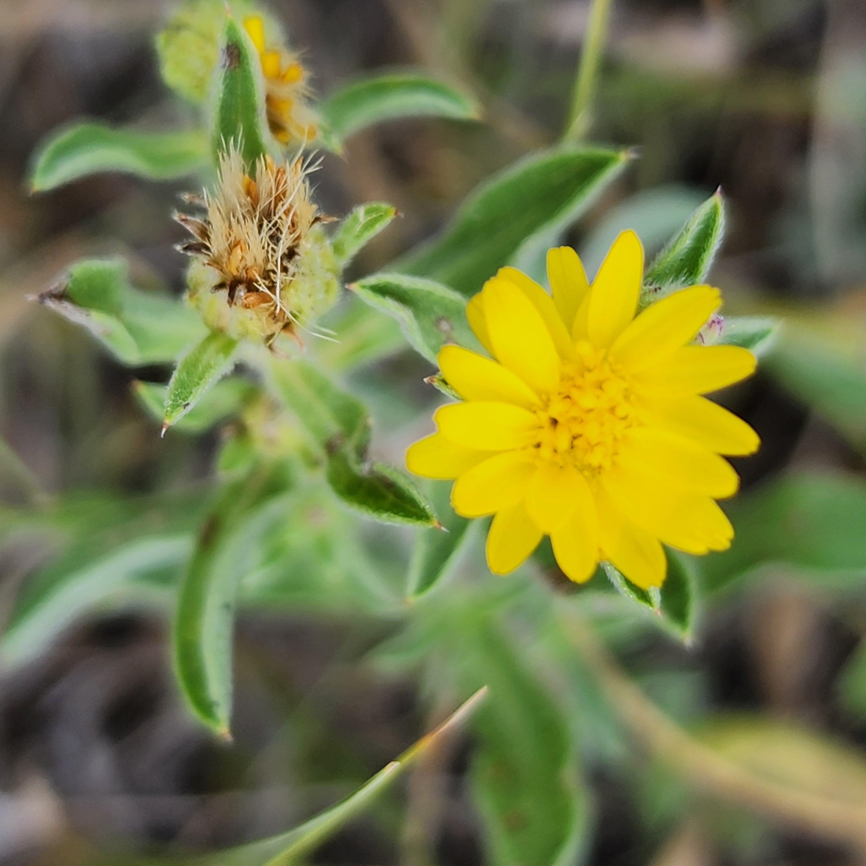 Heterotheca villosa (Hairy Golden Aster) seed packets | ALCLA Native ...