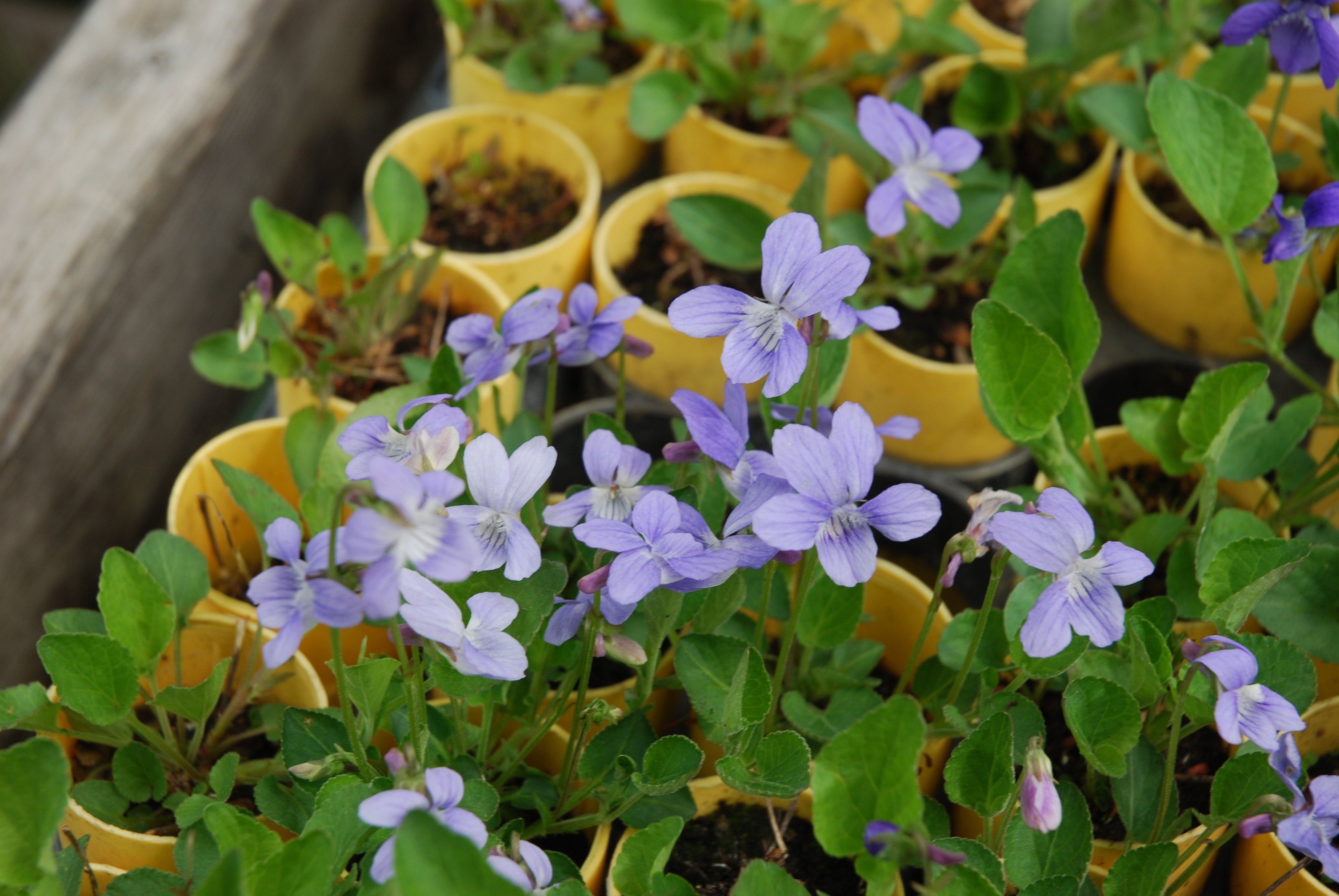 Viola adunca (Early Blue Violet) plug | ALCLA Native Plants Shop