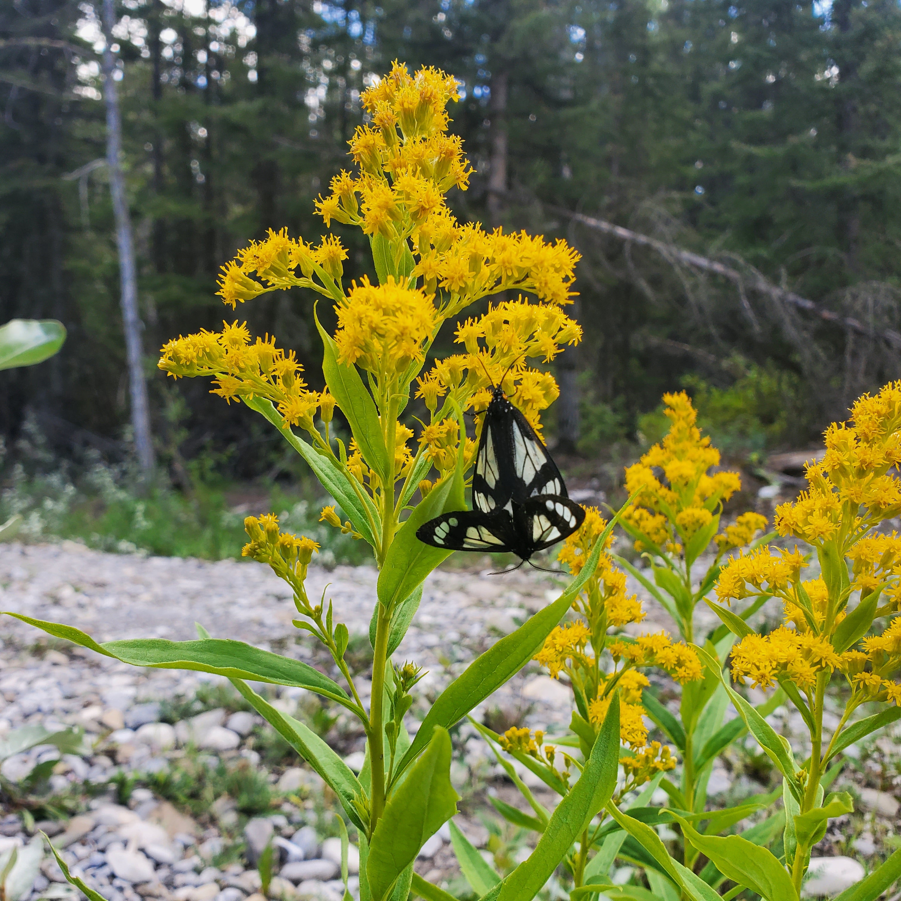 Solidago altissima (Tall Goldenrod) seed packets | ALCLA Native Plants Shop