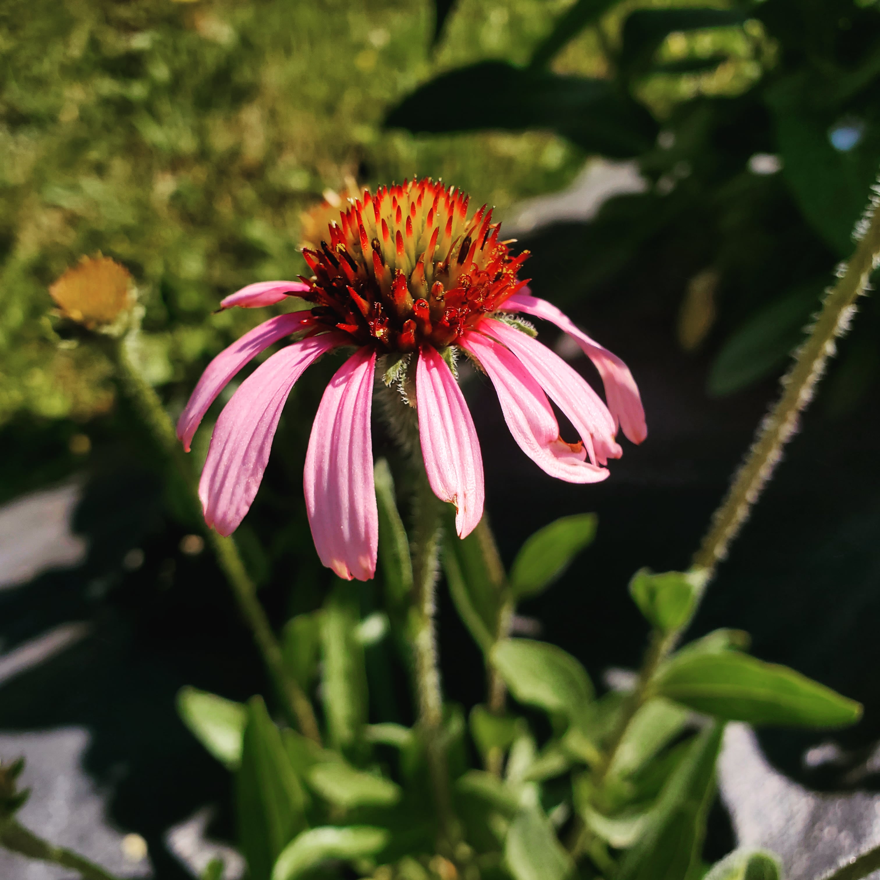 Echinacea angustifolia (Purple Prairie Coneflower) seed packets | ALCLA ...
