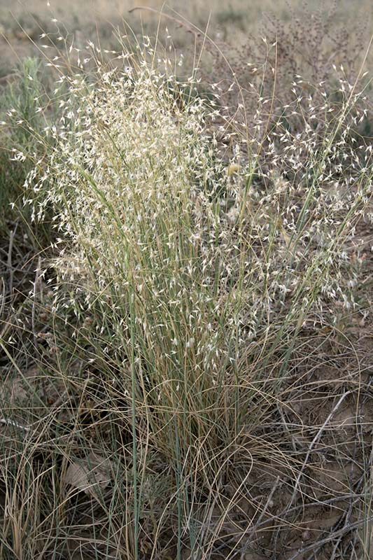 Eriocoma hymenoides (Indigenous Ricegrass) seed packets | ALCLA Native ...