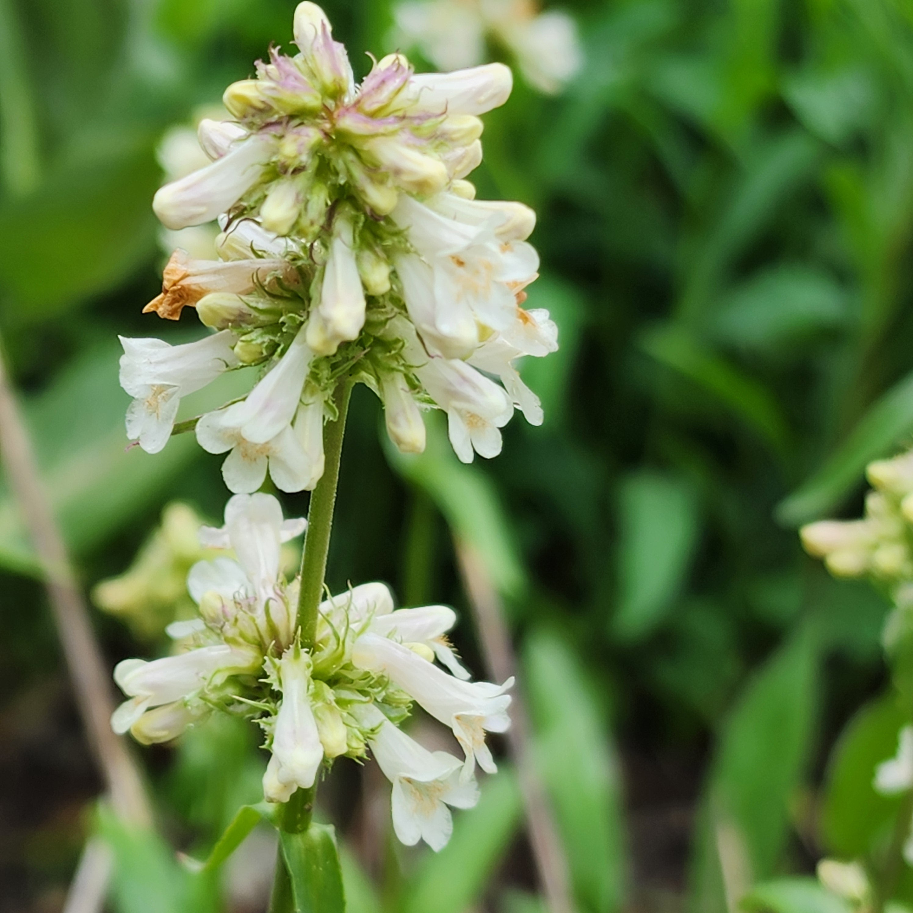 Penstemon confertus (Yellow Beardtongue) seed packets | ALCLA Native ...