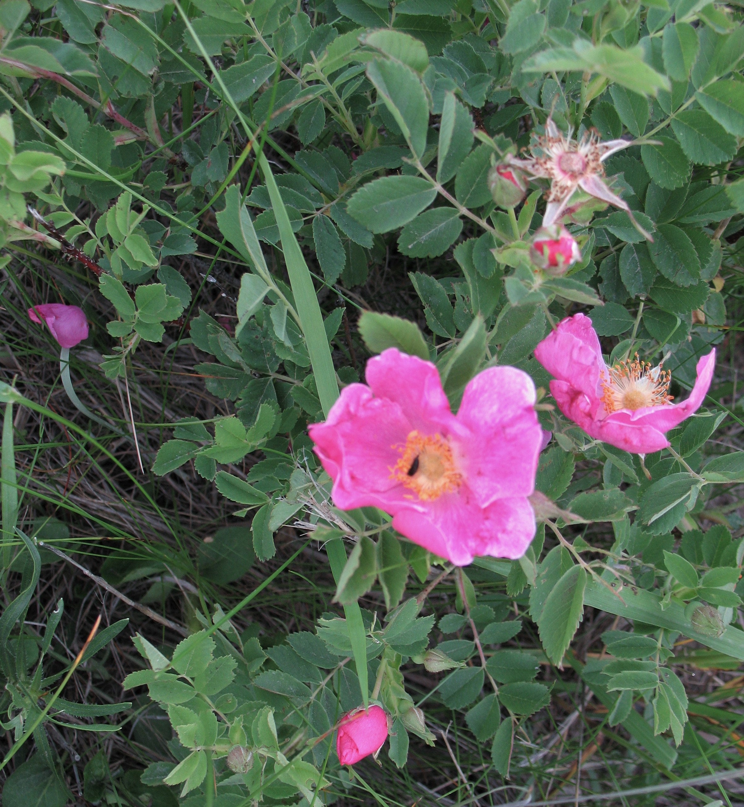 Rosa acicularis (Prickly Rose) seed packet | ALCLA Native Plants Shop
