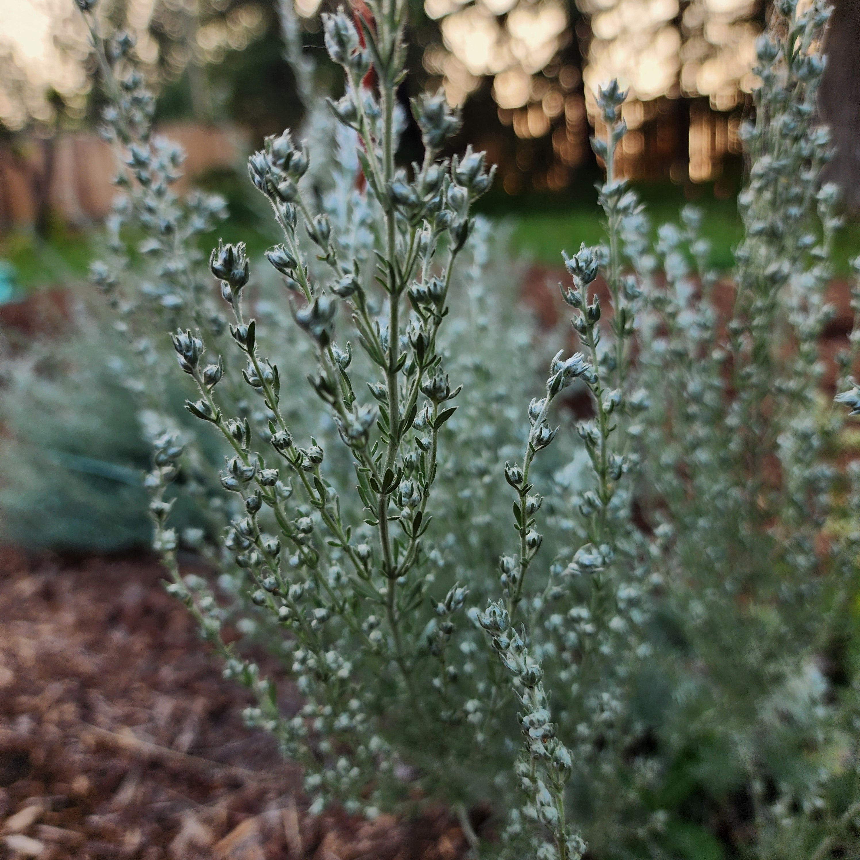 Artemisia frigida (Fringed Sage) seed packet | ALCLA Native Plants Shop