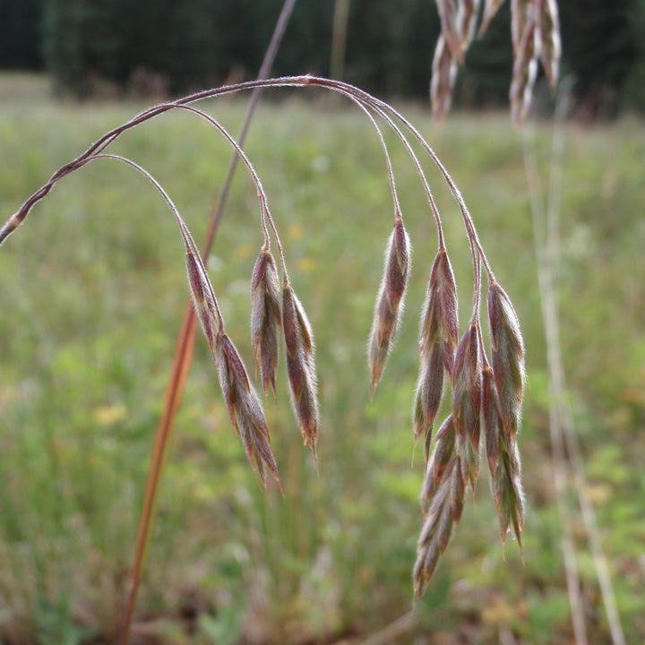 Bromus porteri (Nodding Brome) bulk seed per pound | ALCLA Native ...