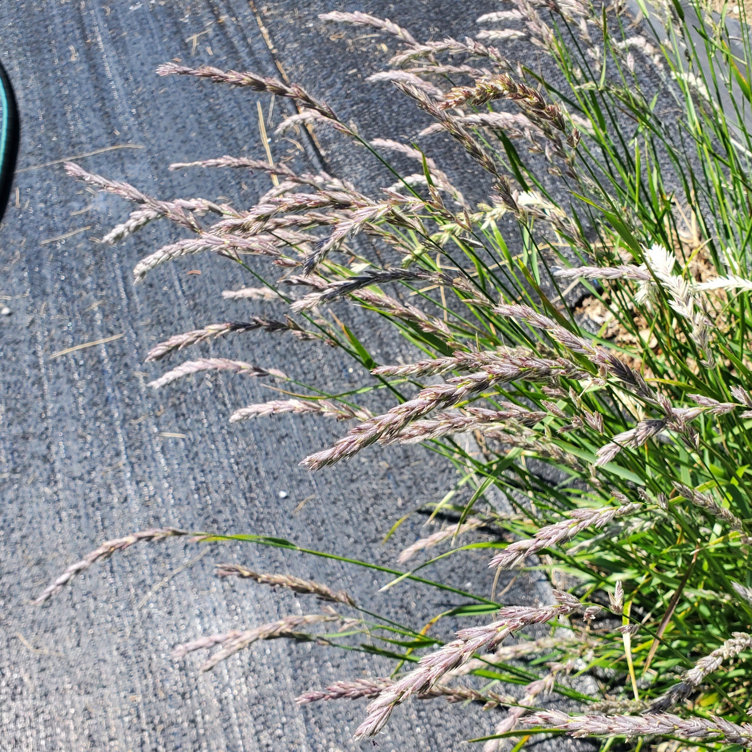 Leymus innovatus (Hairy Wild Rye) plug | ALCLA Native Plants Shop