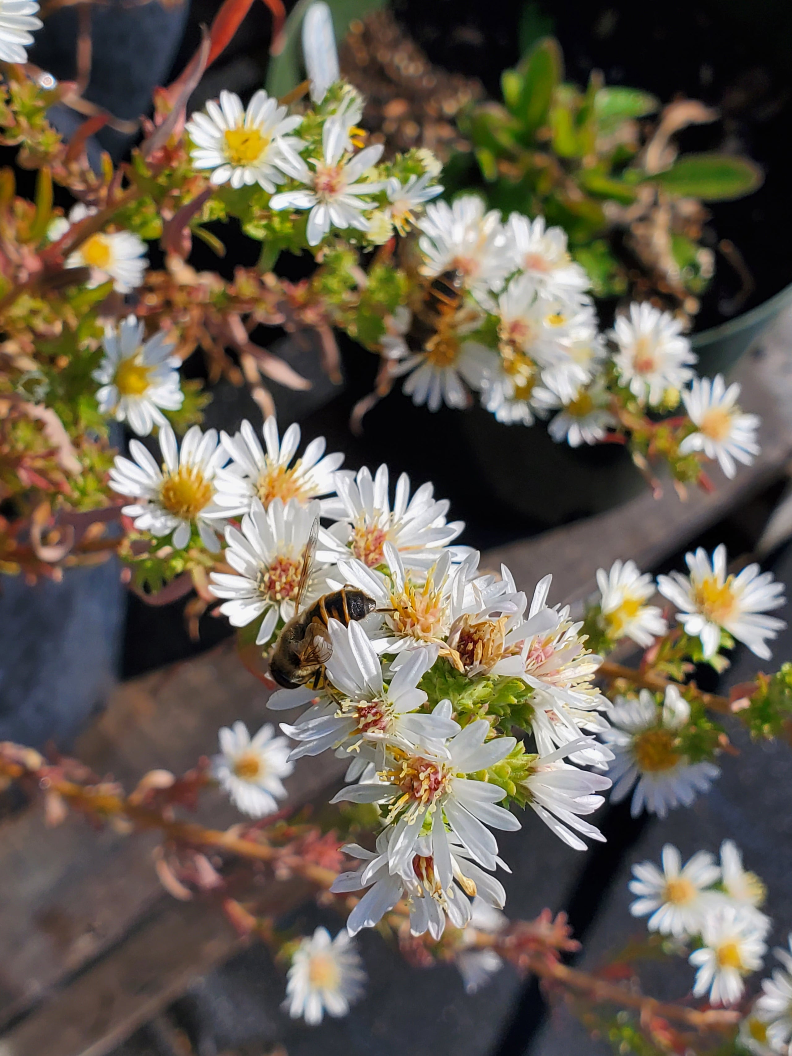 Symphyotrichum ericoides (White Prairie Aster) plug | ALCLA Native ...