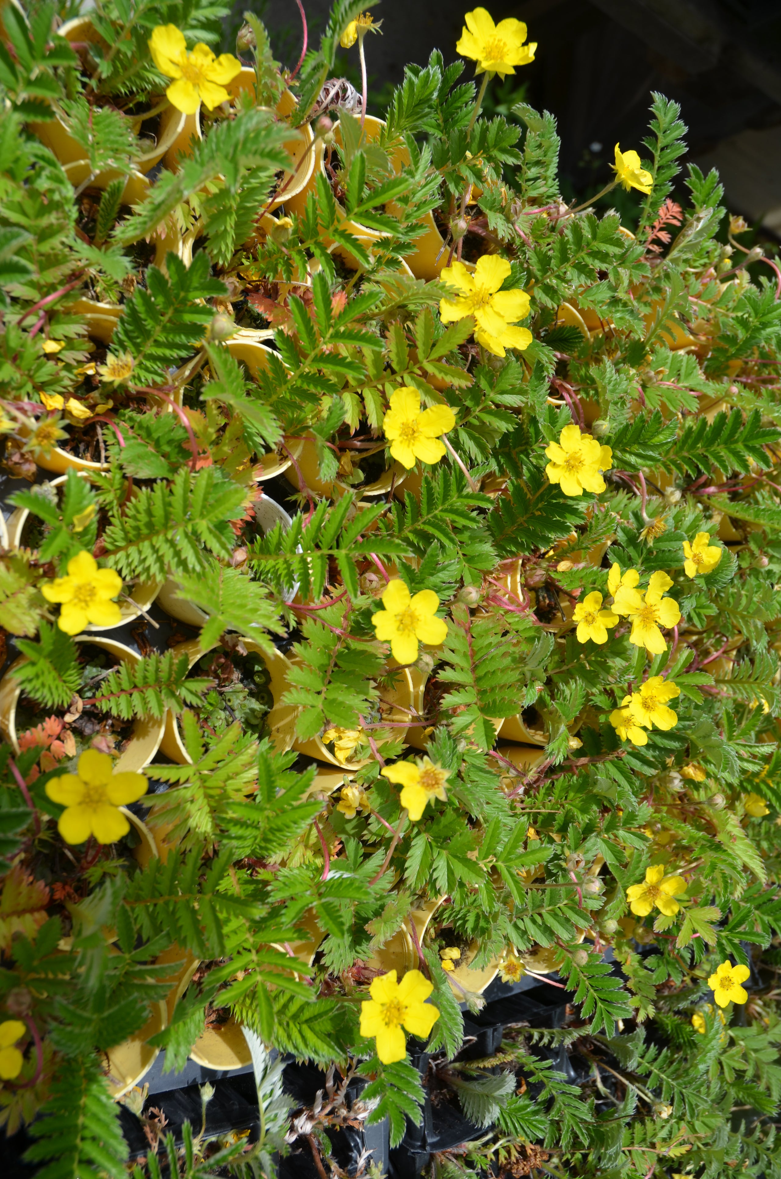 Potentilla anserina (Silverweed) plug | ALCLA Native Plants Shop