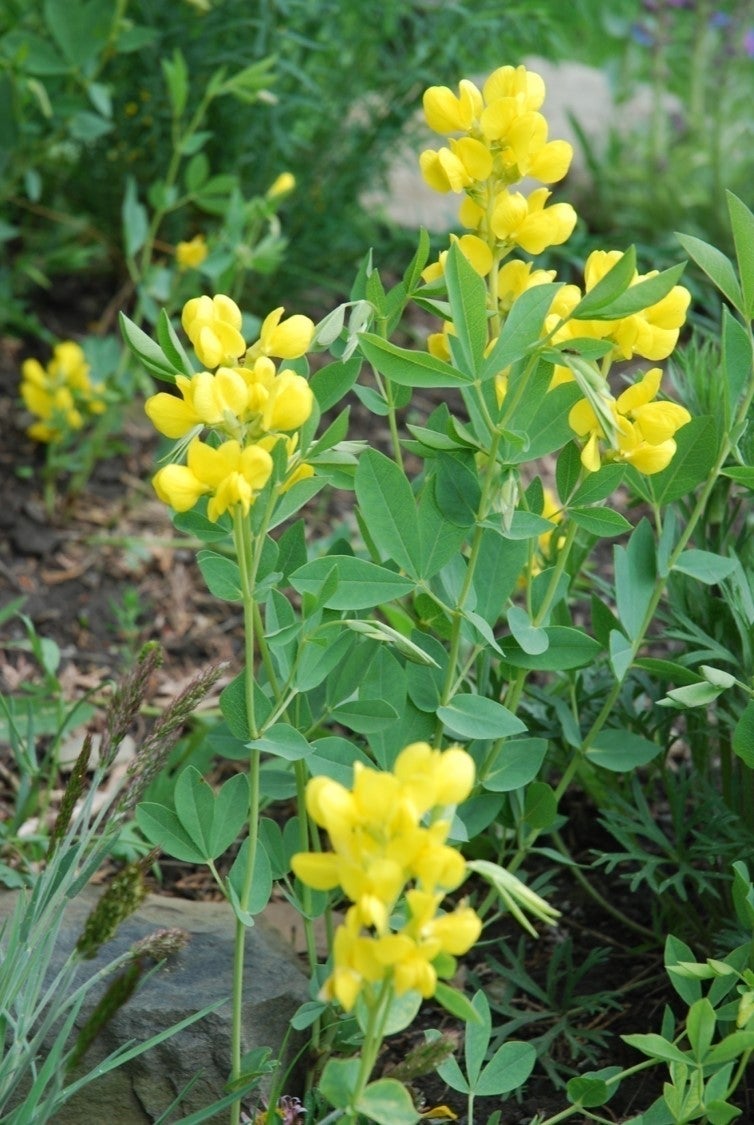 Thermopsis rhombifolia (Golden Bean) plug | ALCLA Native Plants Shop