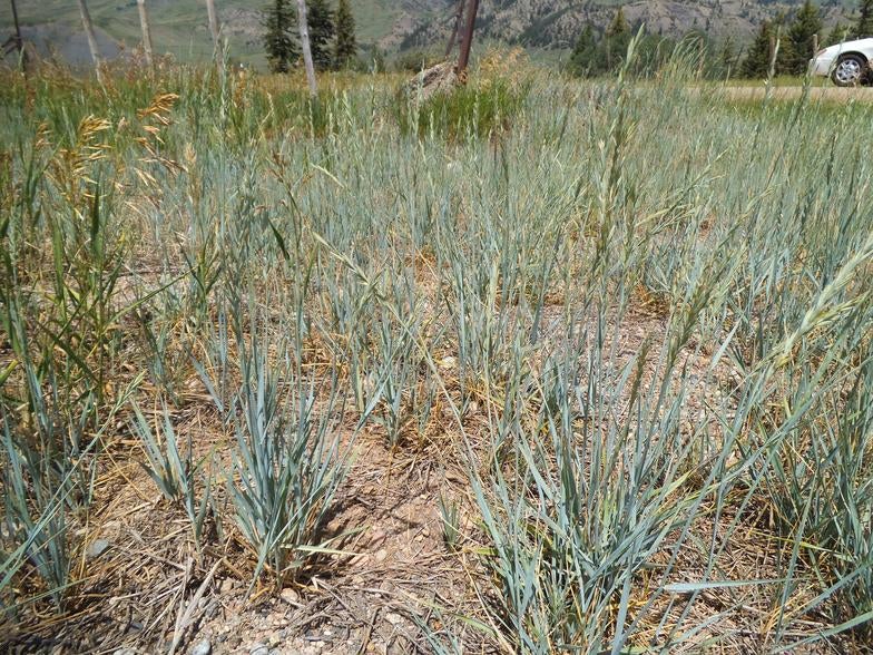 Pascopyrum smithii (Western Wheatgrass) plug | ALCLA Native Plants Shop