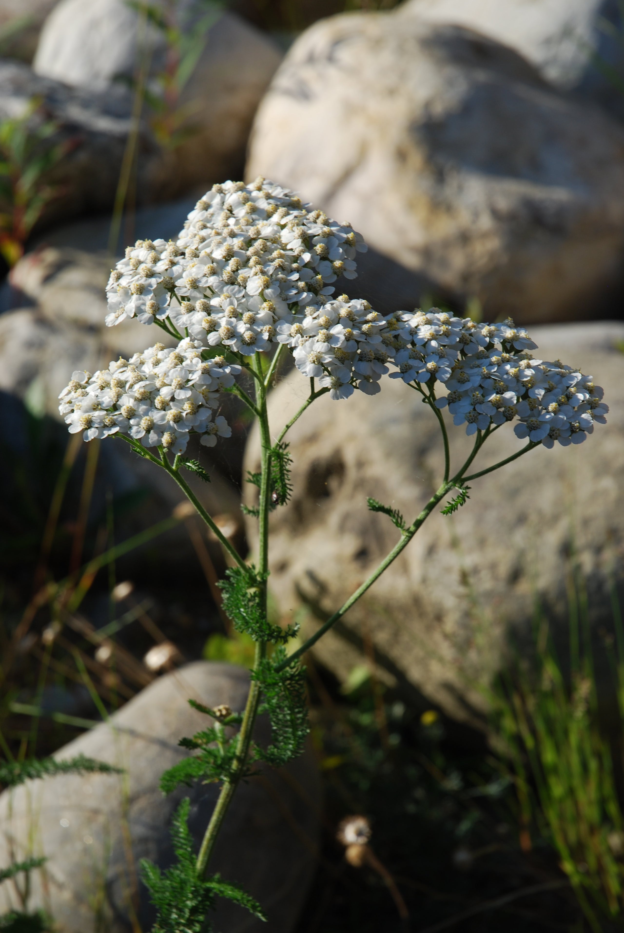 Achillea borealis (Boreal Yarrow) seed packet | ALCLA Native Plants Shop