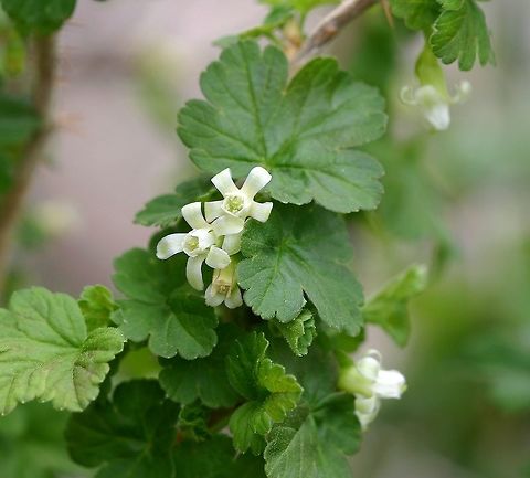 Ribes oxyacanthoides (Northern Gooseberry) plug | ALCLA Native Plants Shop