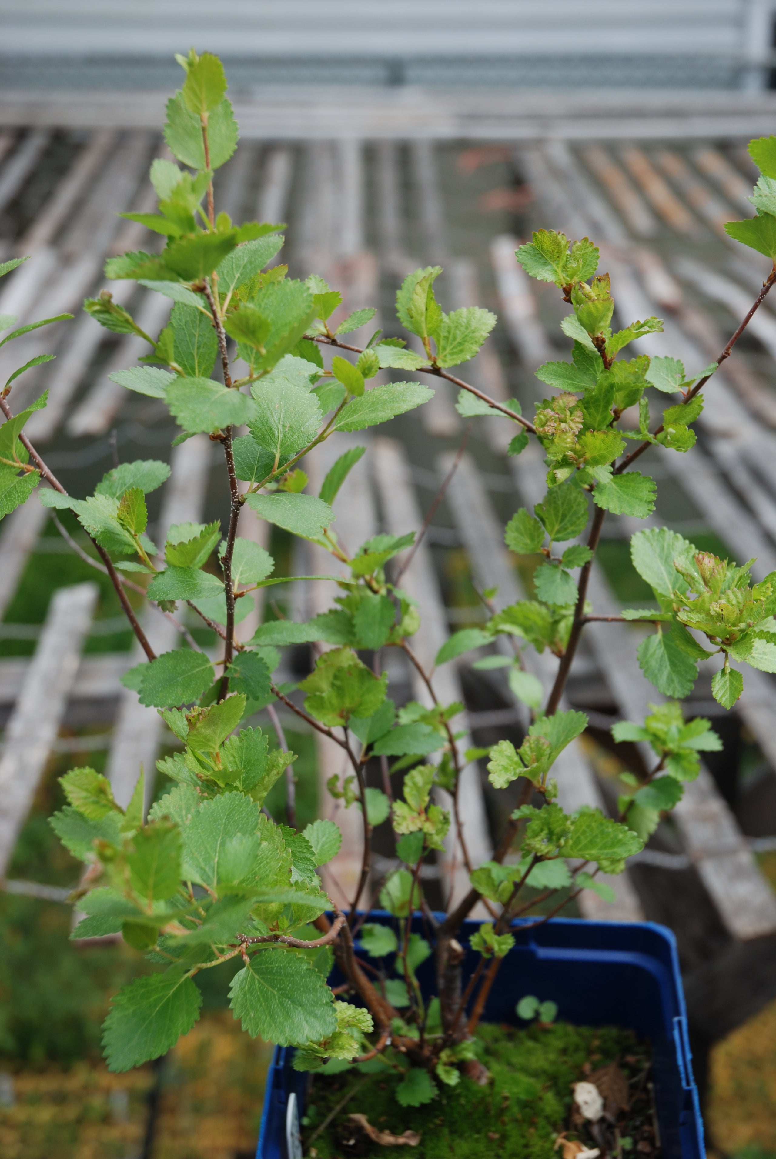 Betula glandulosa (Dwarf Birch) plug | ALCLA Native Plants Shop