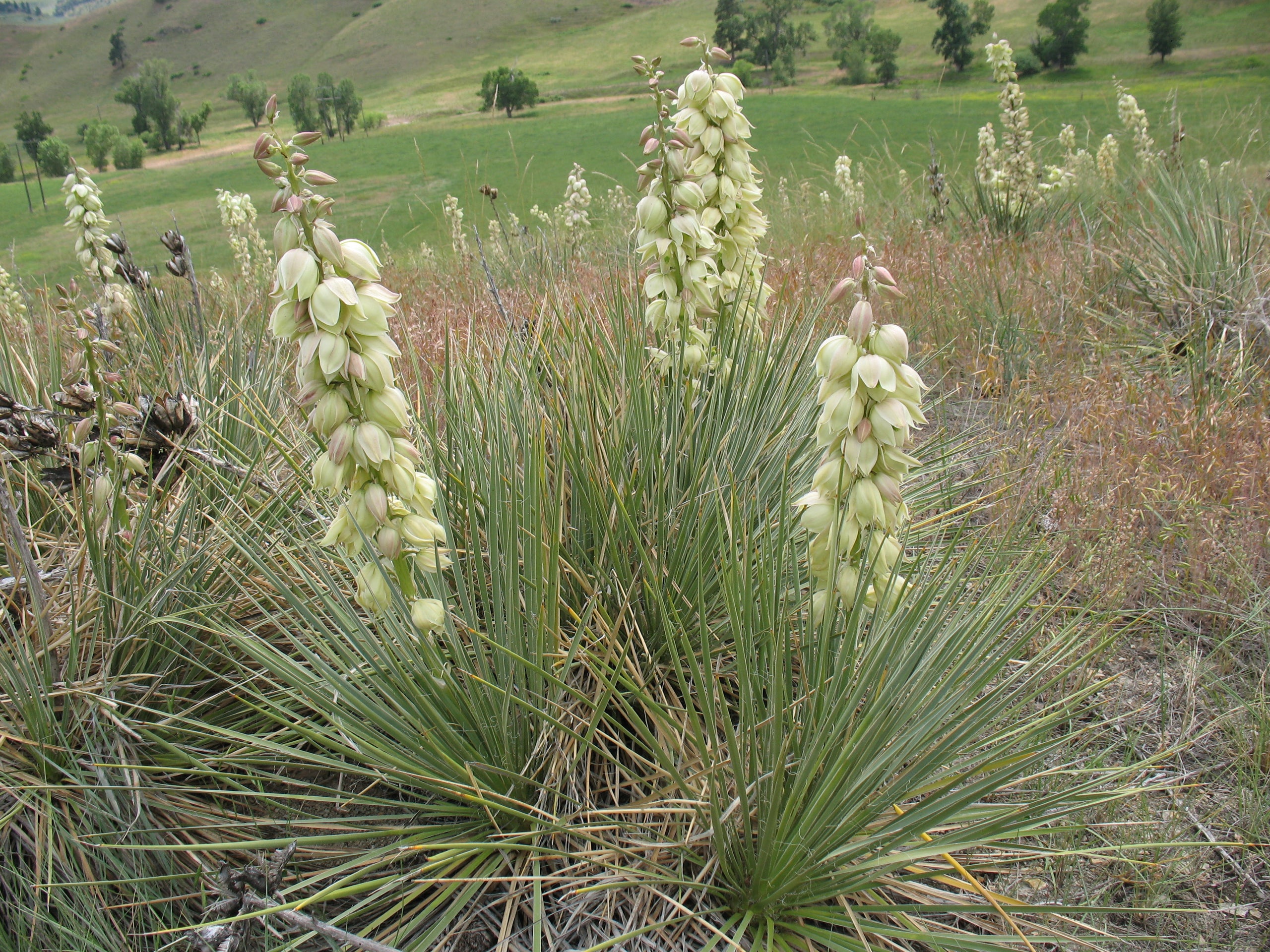 Yucca glauca (Soapweed Yucca) plug | ALCLA Native Plants Shop