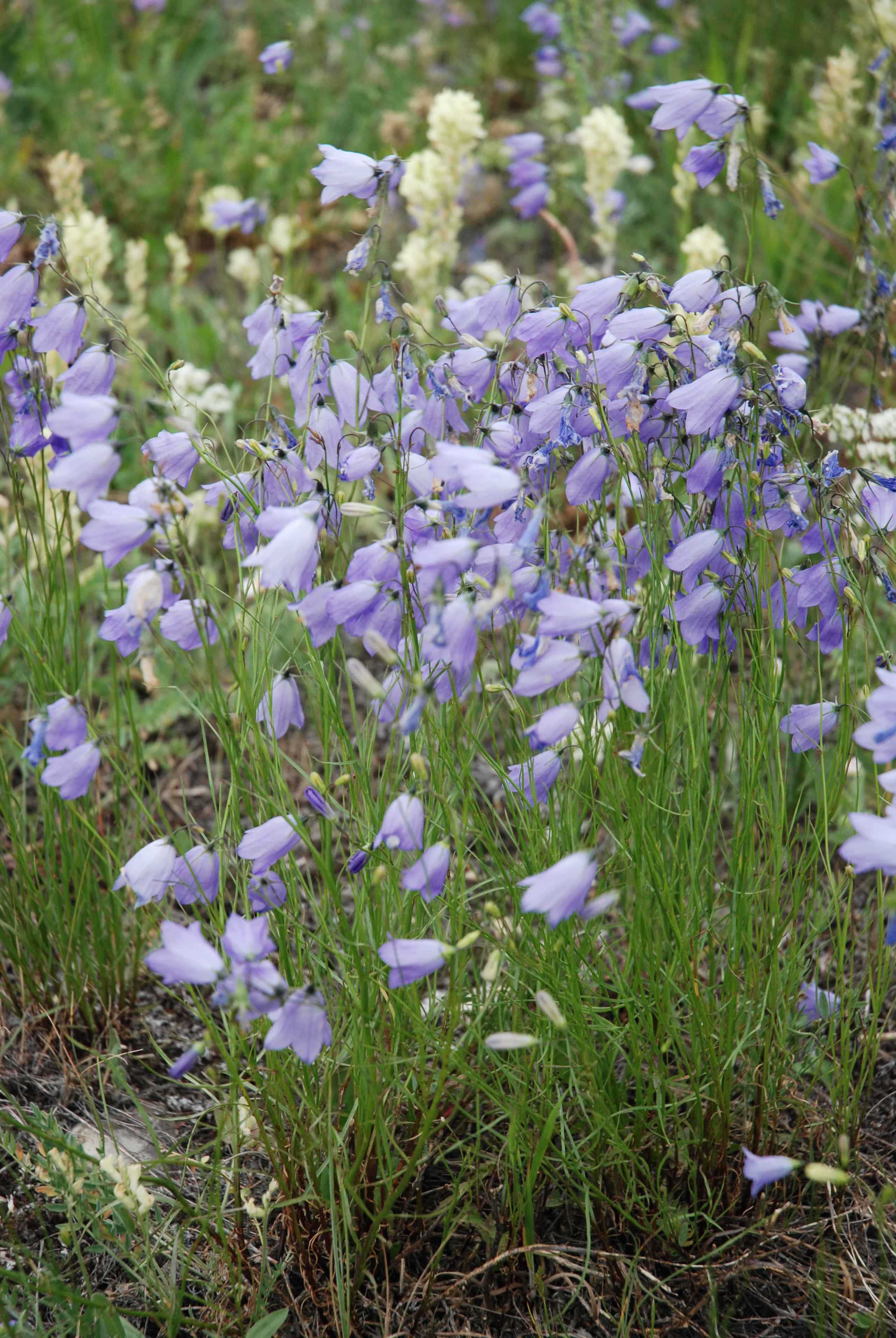 Campanula alaskana (Harebell) seed packet | ALCLA Native Plants Shop Campanula alaskana (Harebell) seed packet | ALCLA Native Plants Shop