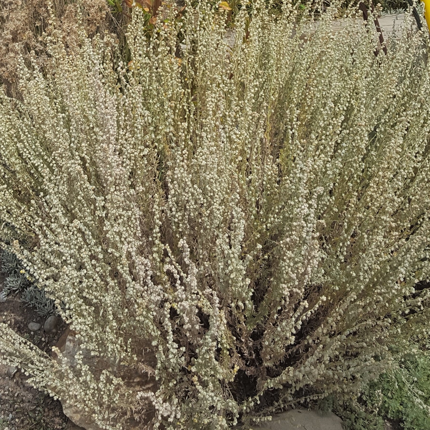 Artemisia frigida (Fringed Sage) seed packet | ALCLA Native Plants Shop