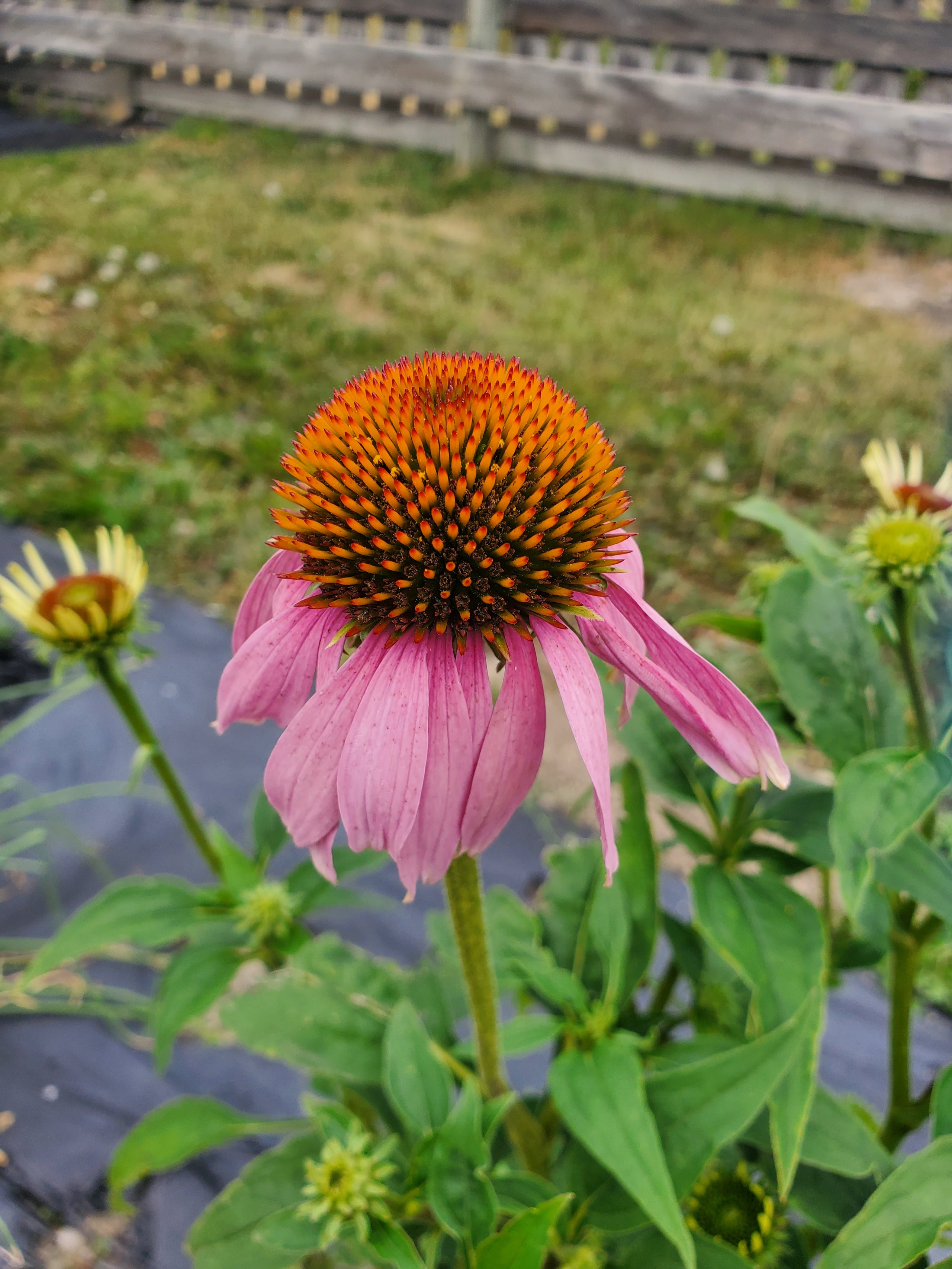 Echinacea purpurea (Purple Coneflower) seed packet | ALCLA Native ...