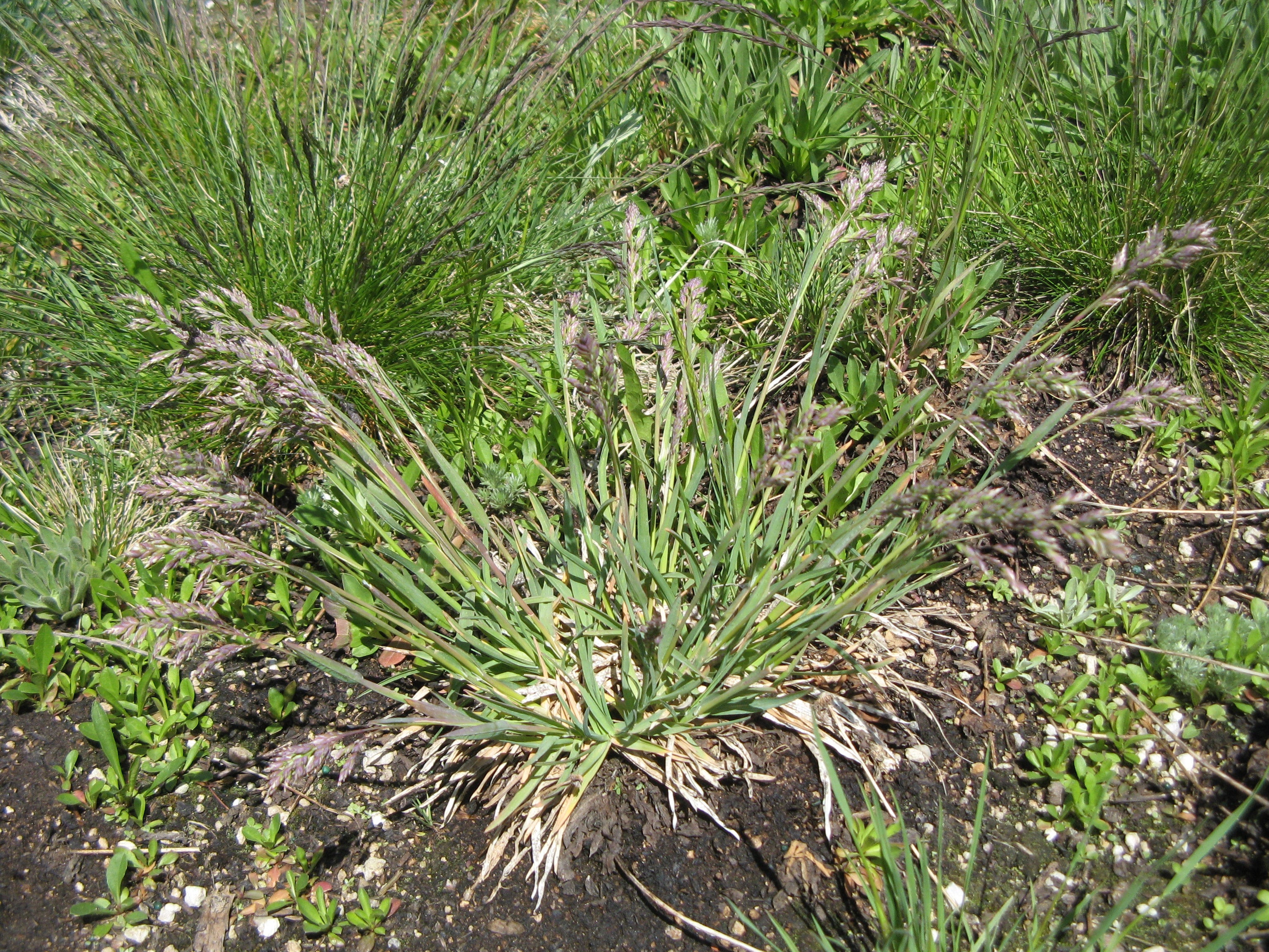 Poa Alpina Alpine Bluegrass Seed Packet ALCLA Native Plants Shop Poa Alpina Alpine Bluegrass Seed Packet ALCLA Native Plants Shop