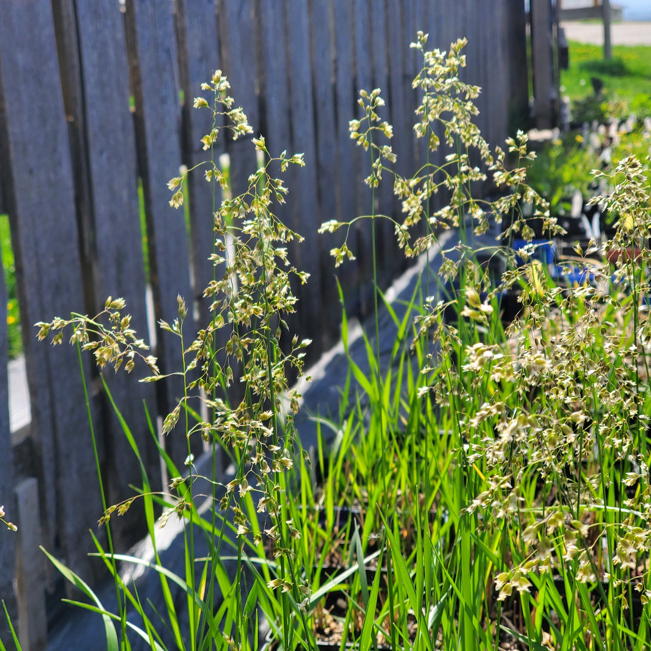 Sweetgrass Seed Packet | ALCLA Native Plants Shop