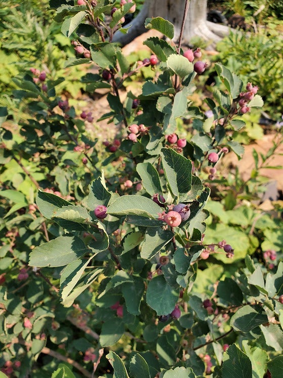 Amelanchier alnifolia (Saskatoon) plug | ALCLA Native Plants Shop