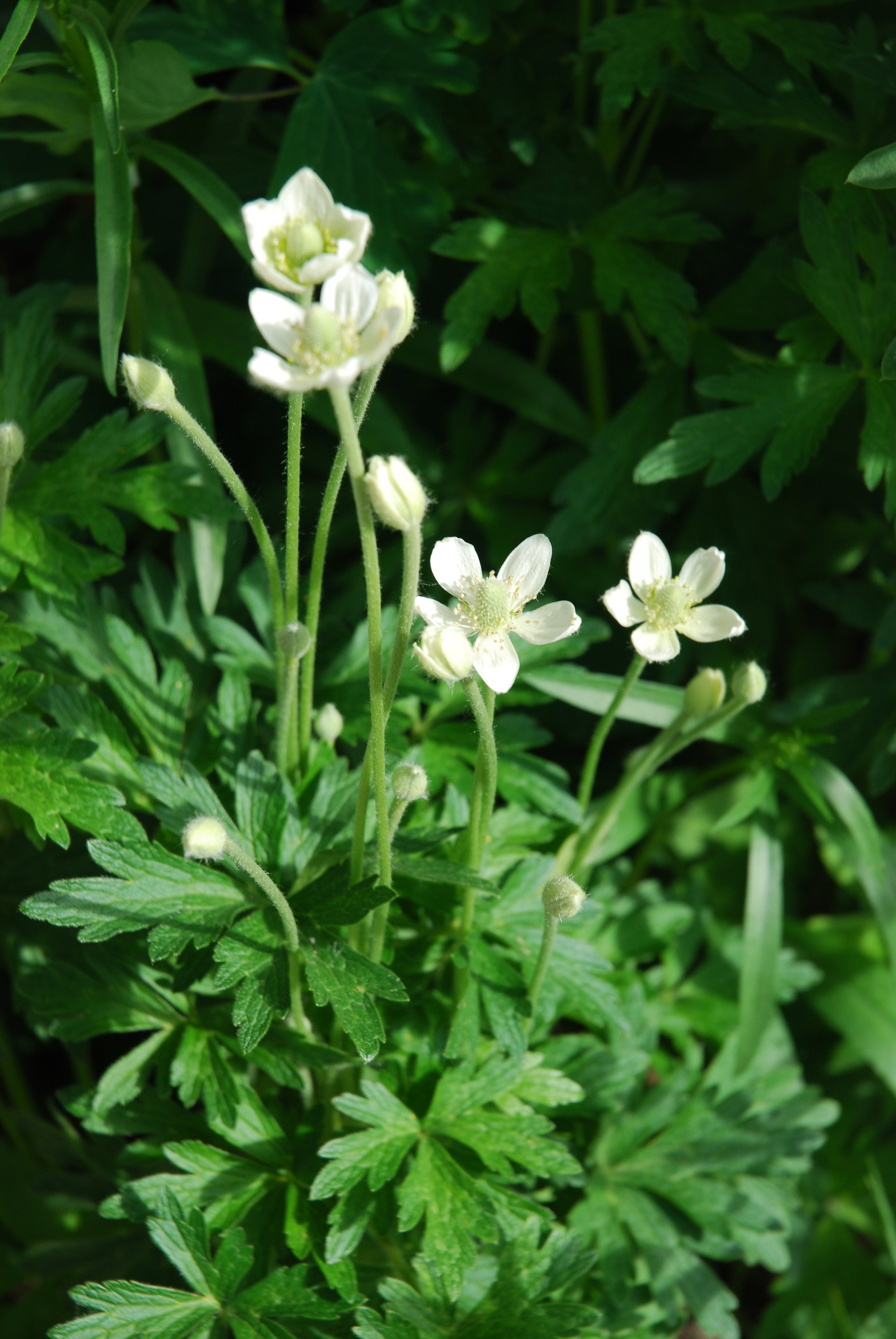Anemone cylindrica (Long-fruited Anemone) seed packets | ALCLA Native ...