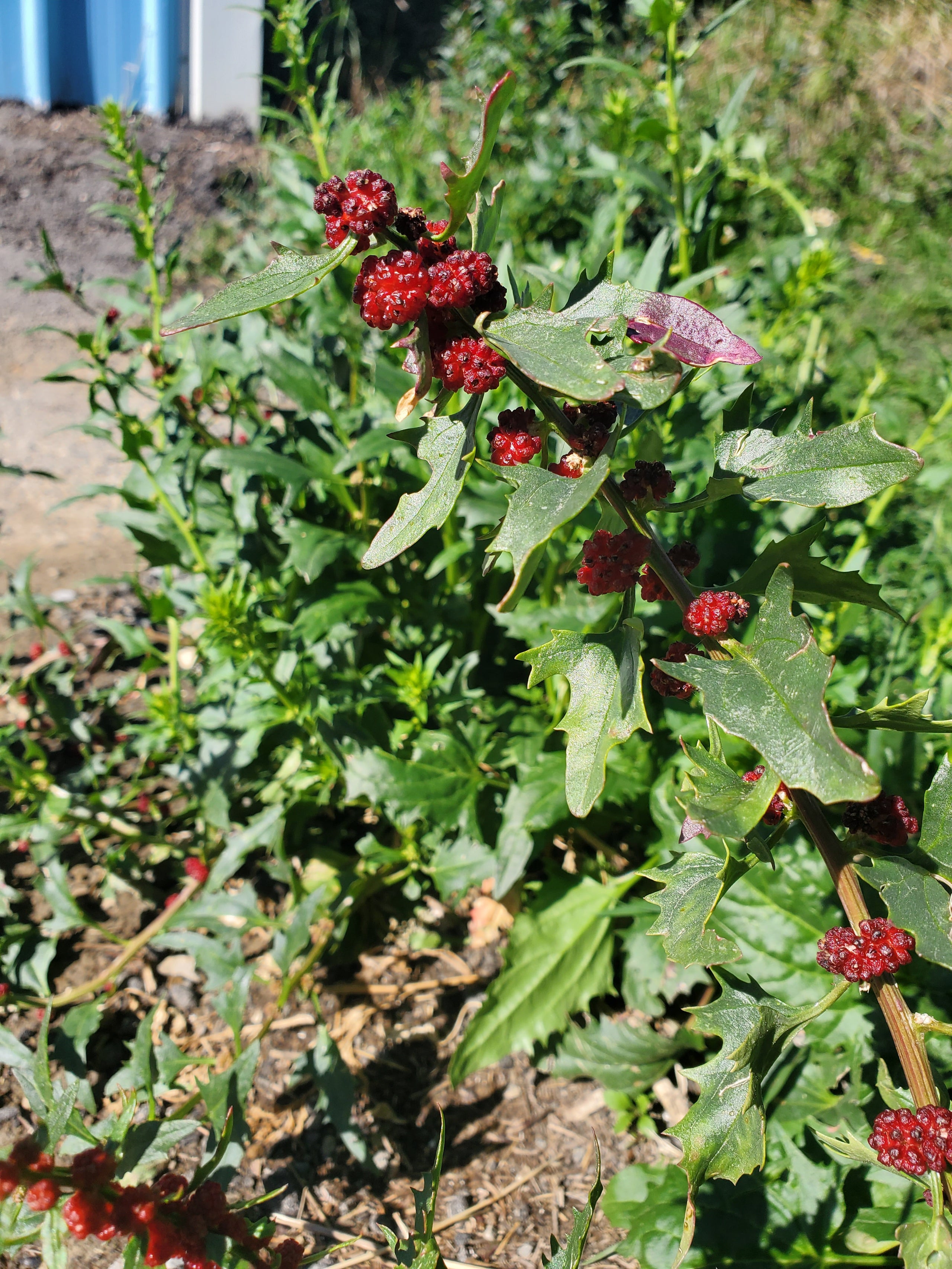 Blitum capitatum (Strawberry Spinach) seed packet | ALCLA Native Plants ...