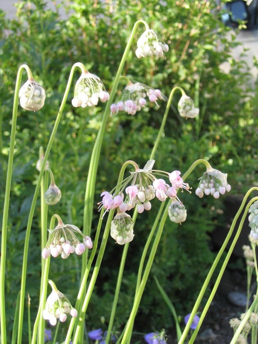 Allium cernuum (Nodding Onion) plug | ALCLA Native Plants Shop