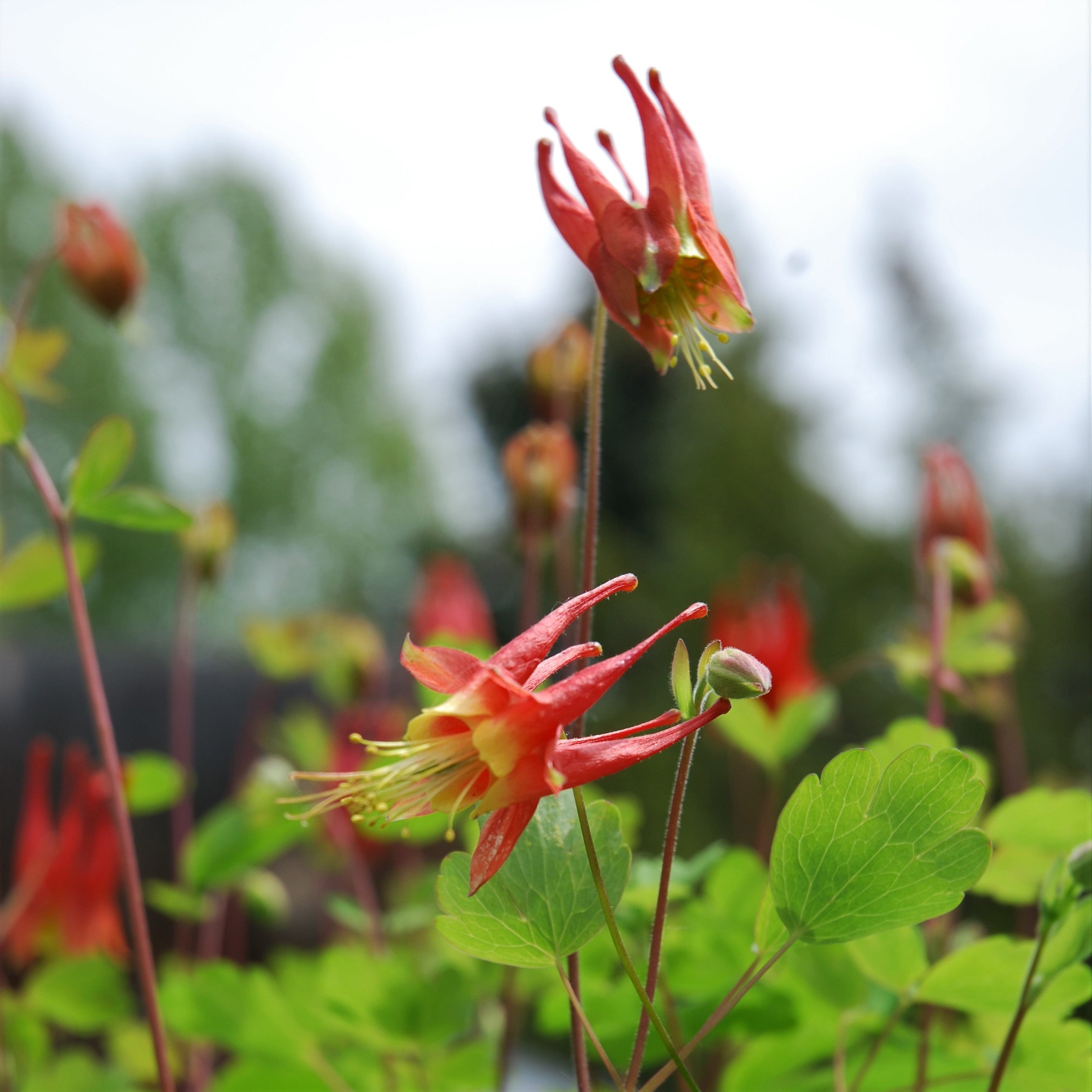 Aquilegia canadensis (Red Columbine) pots | ALCLA Native Plants Shop