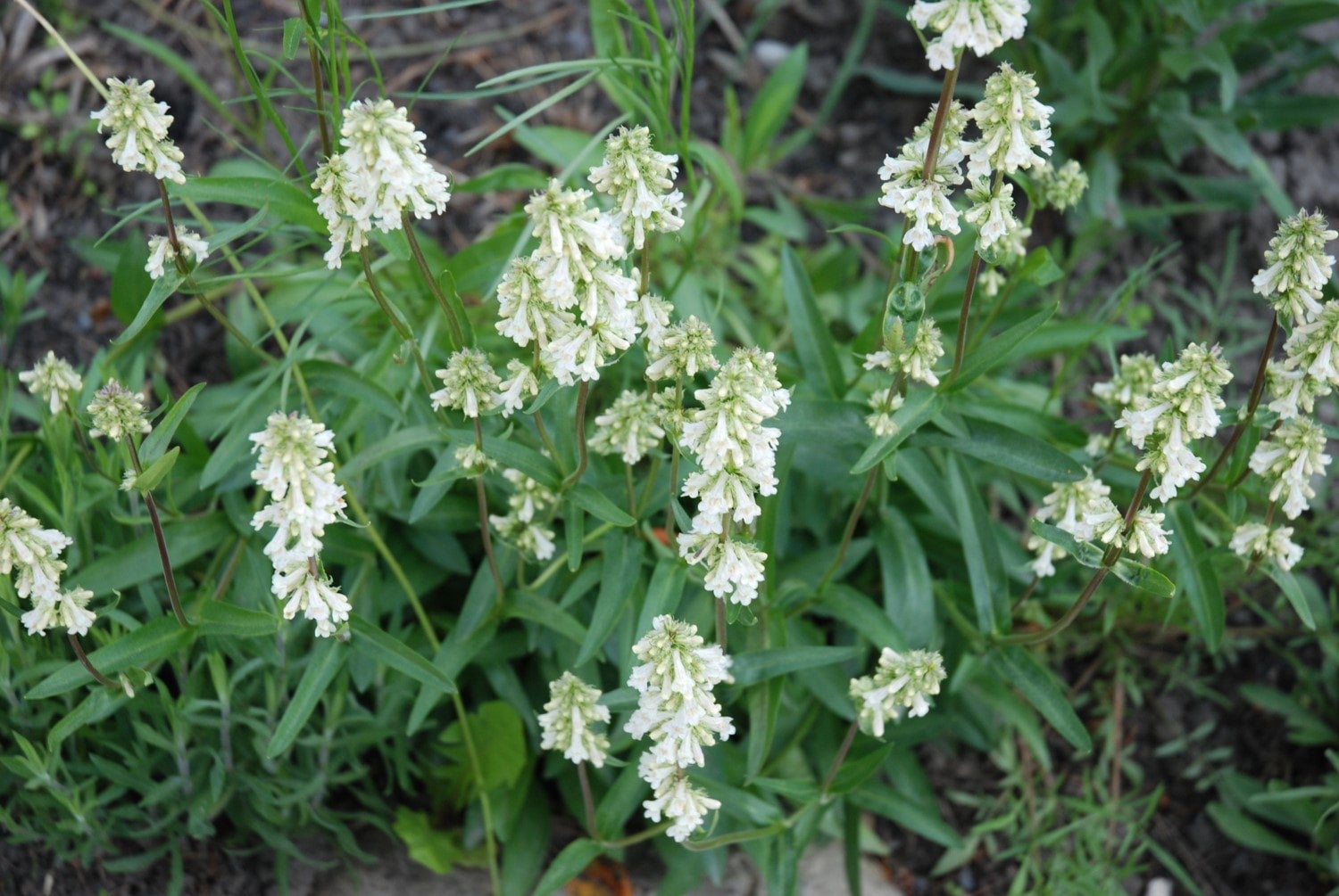 Penstemon Confertus Yellow Beardtongue 3 5 Pot ALCLA Native Plants