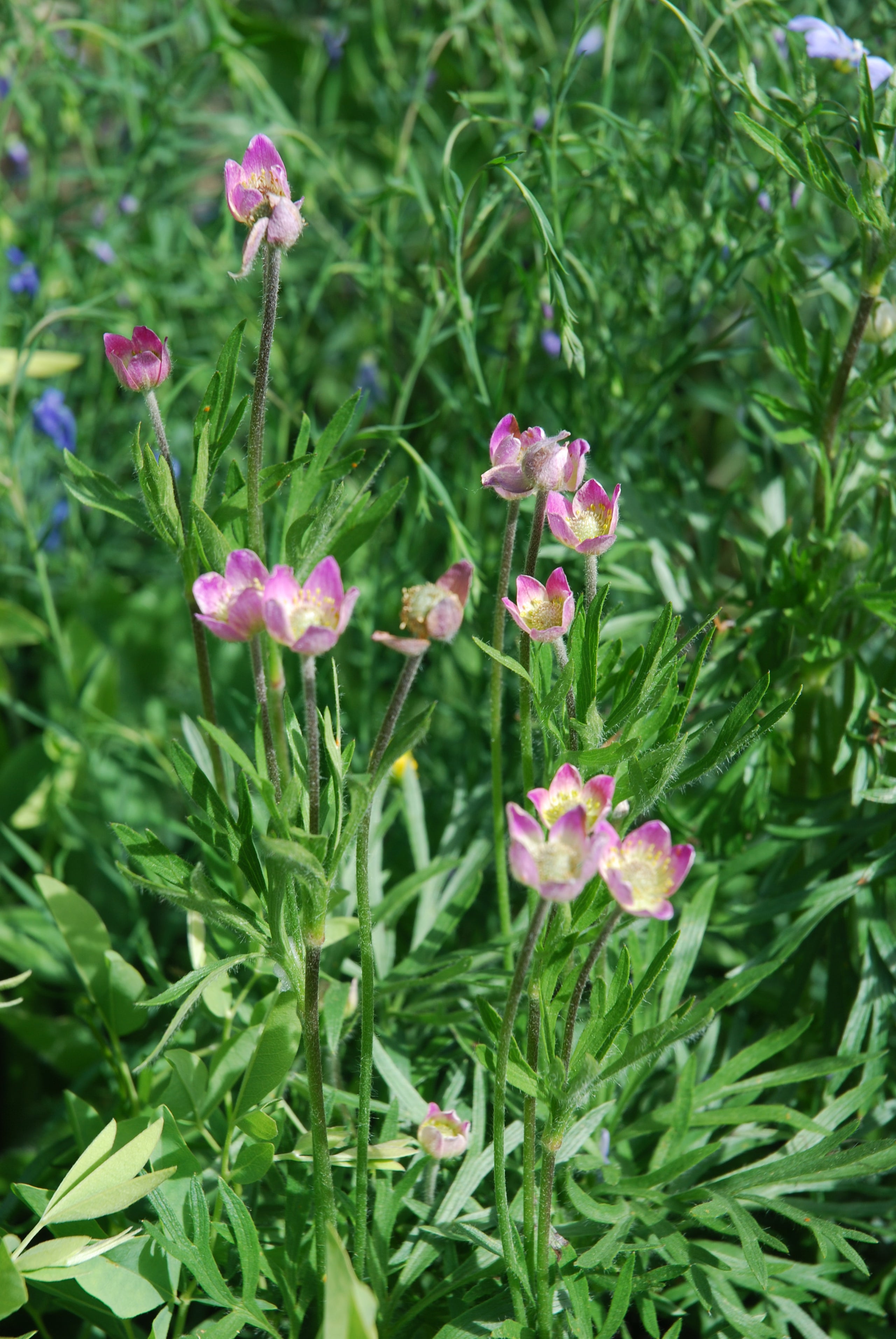 Anemone multifida (Cut-leaved Anemone) 3.5" pot | ALCLA Native Plants Shop