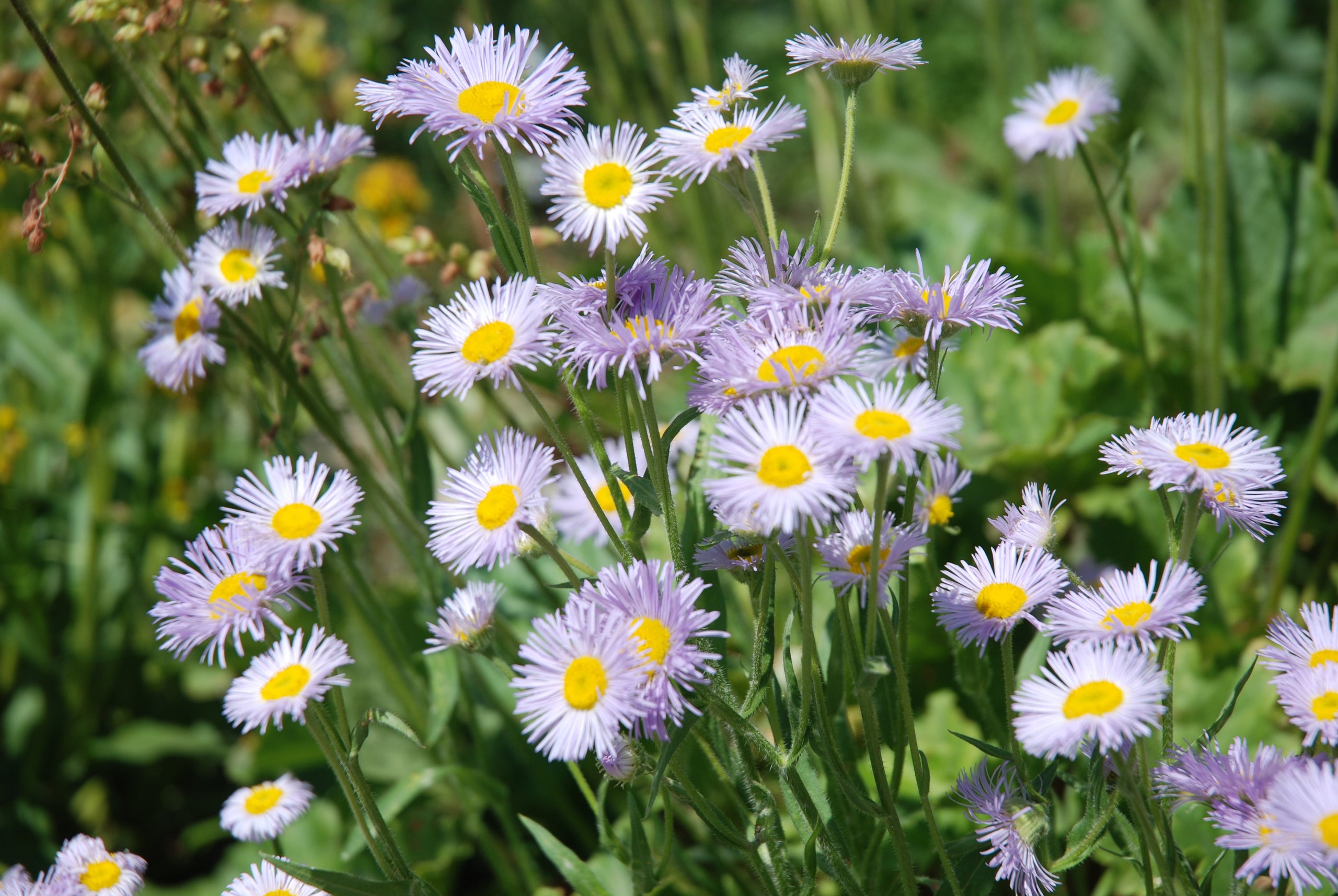 Erigeron glabellus (Smooth Fleabane) seed packets | ALCLA Native Plants ...