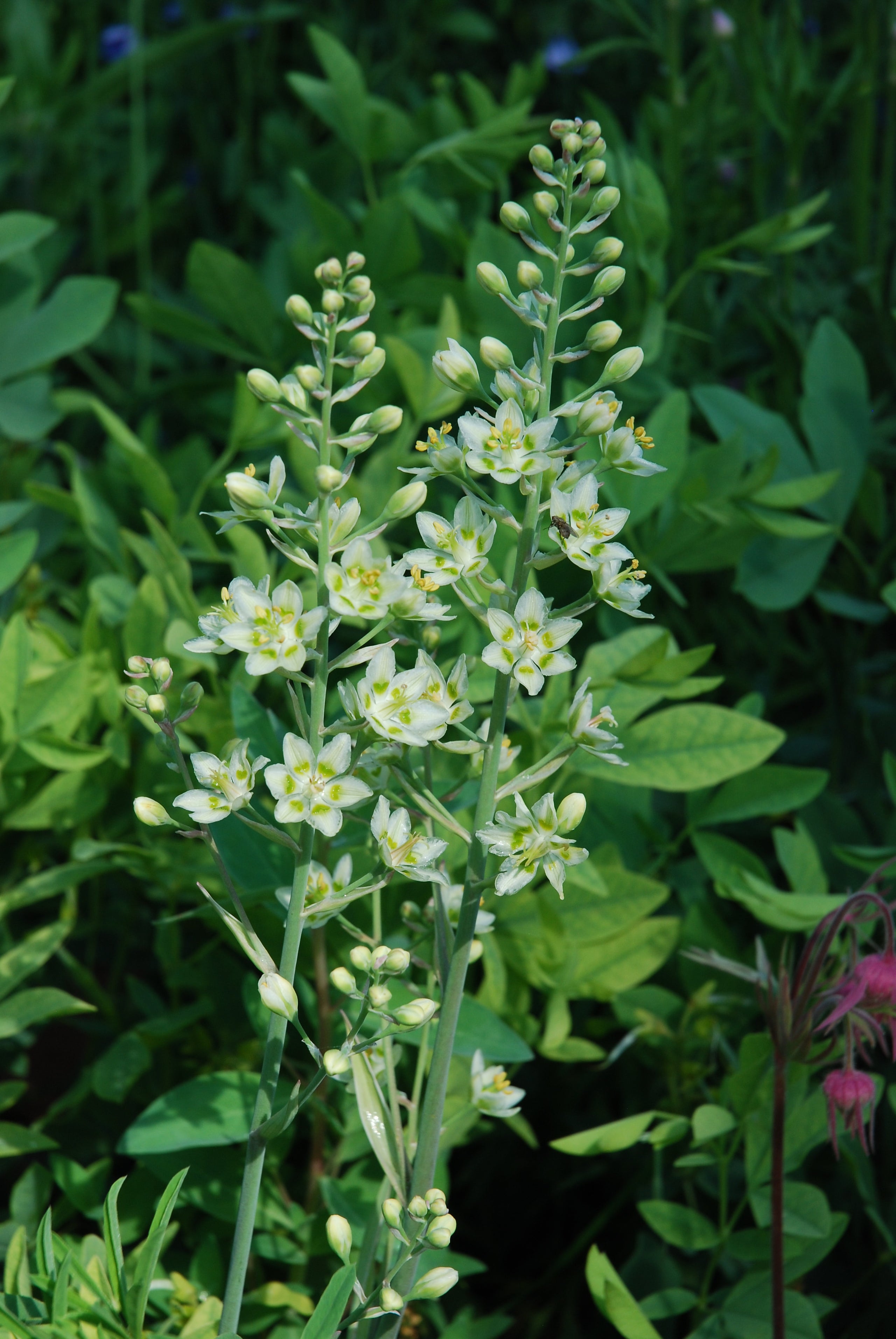 Anticlea elegans (White Camas) seed packet | ALCLA Native Plants Shop