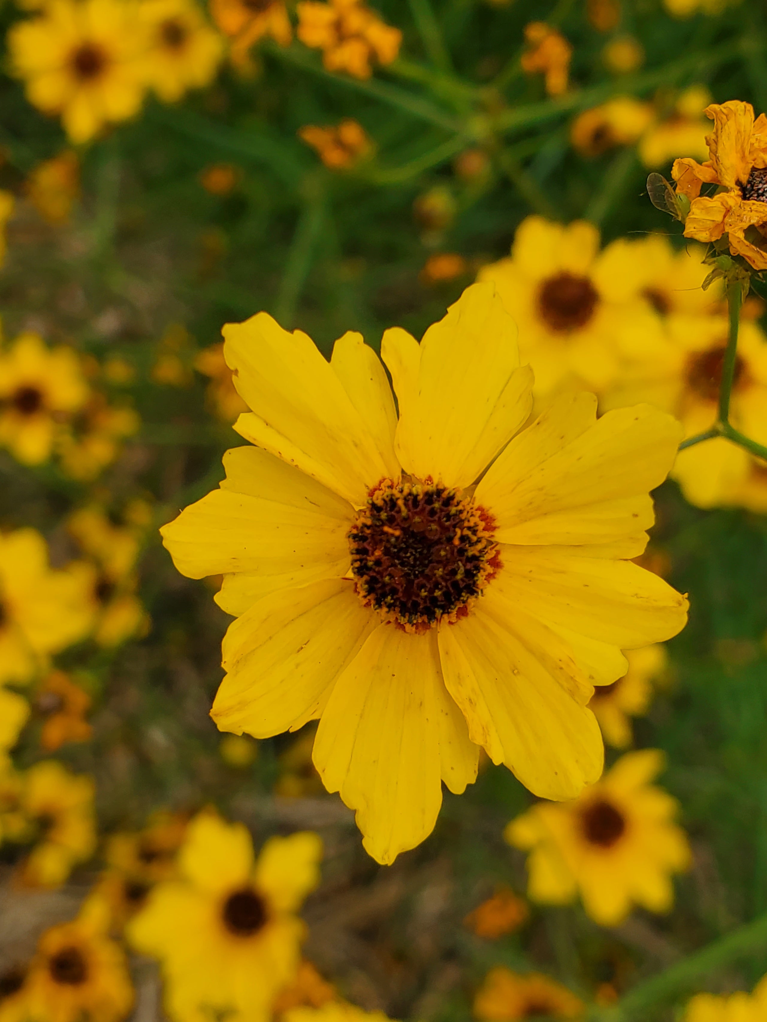 Coreopsis tinctoria (Golden Tickseed) plug | ALCLA Native Plants Shop
