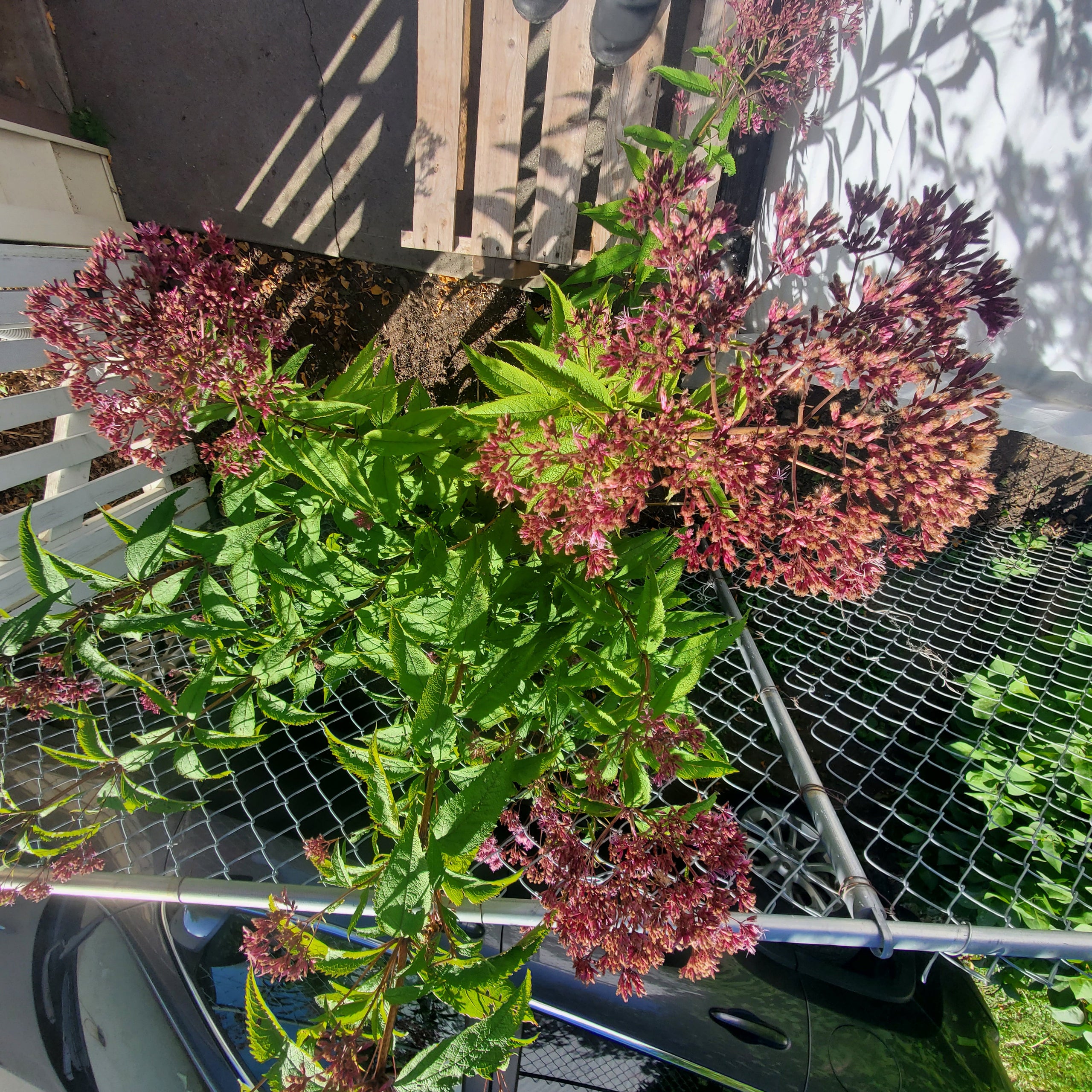 Eutrochium maculatum (Joe Pye Weed) plug | ALCLA Native Plants Shop