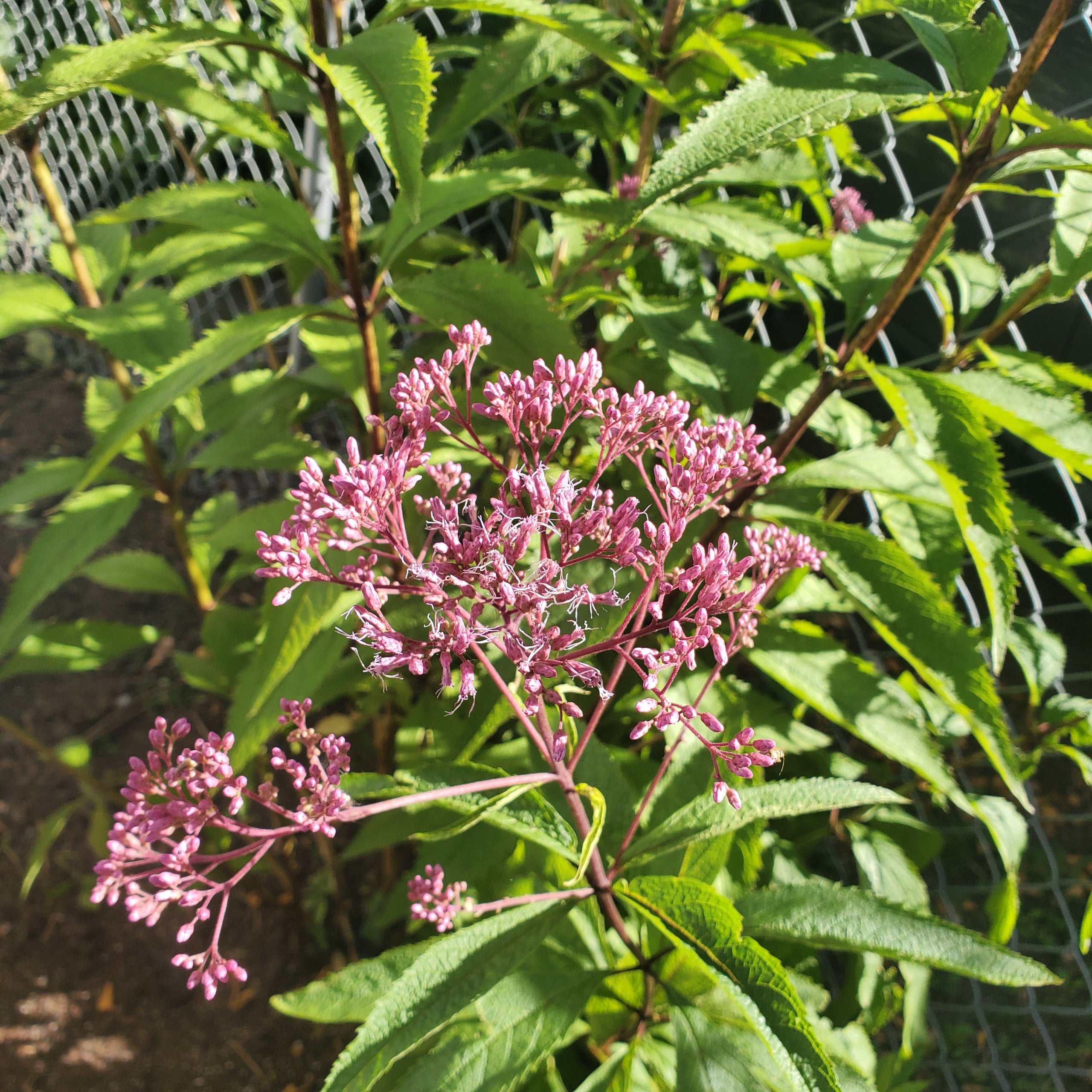 Eutrochium maculatum (Spotted Joe Pye Weed) seed packet | ALCLA Native ...