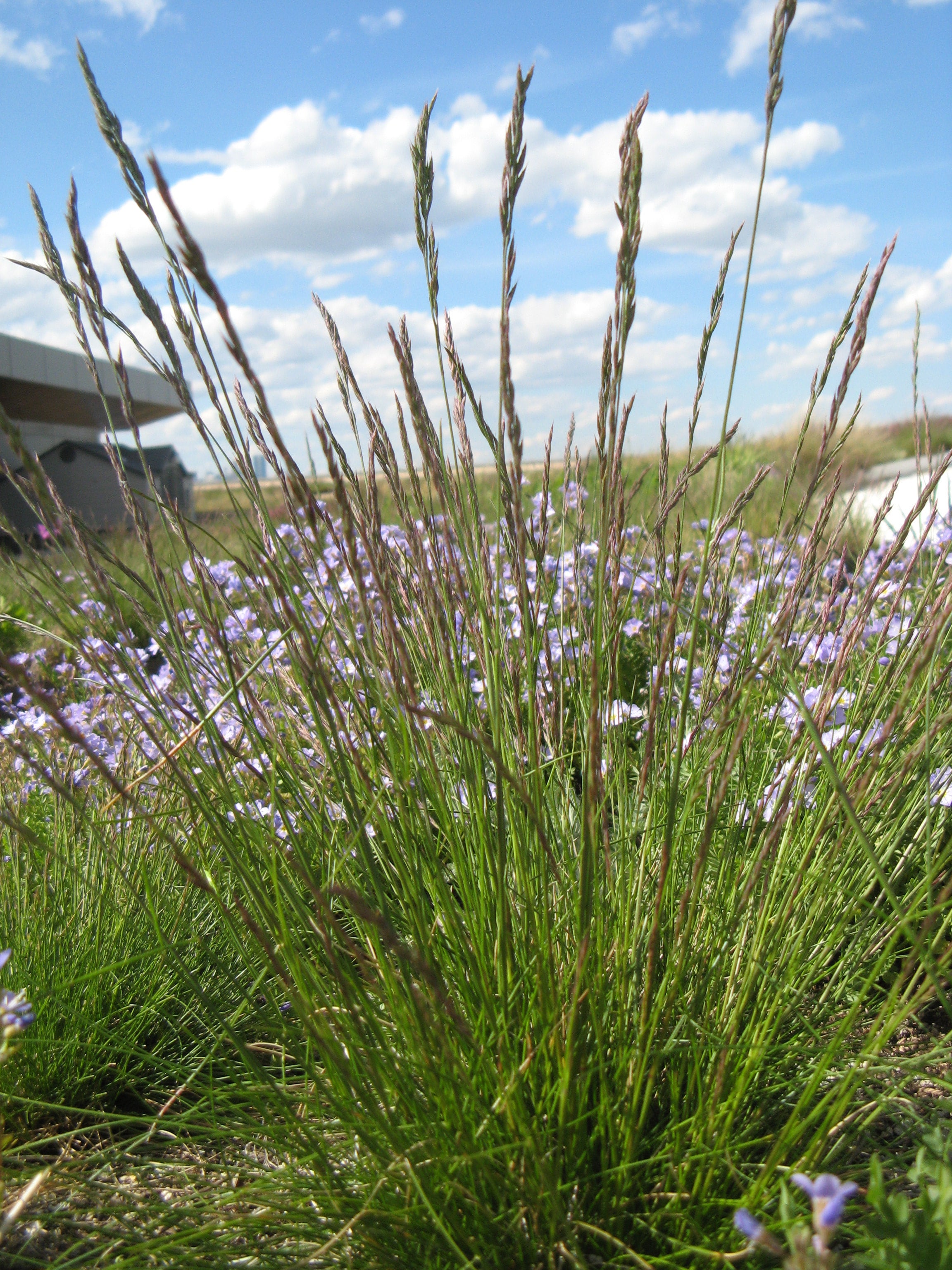 Festuca saximontana (Rocky Mountain Fescue) bulk seed per pound | ALCLA ...