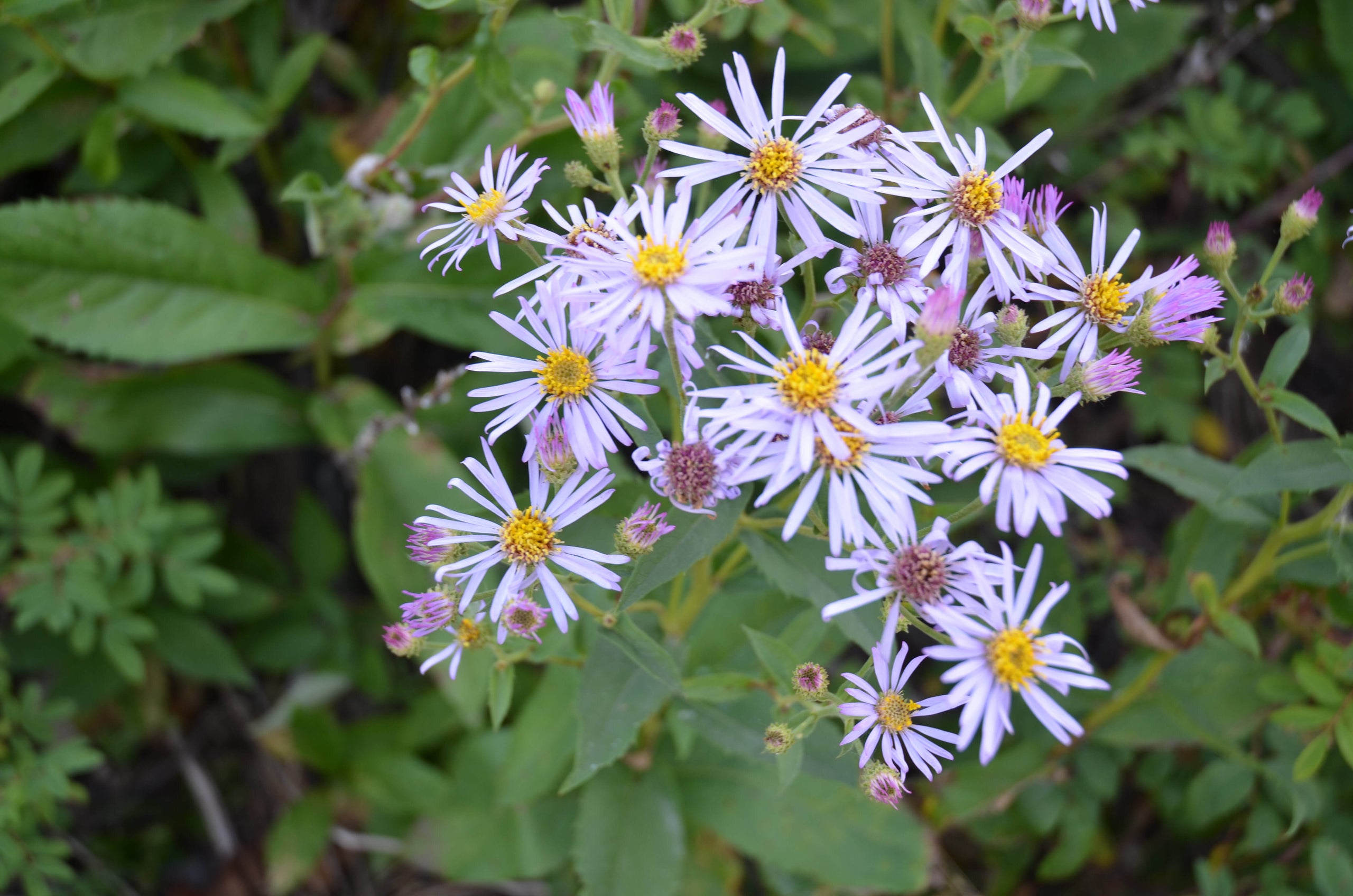 Eurybia conspicua (Showy Aster) bulk seed per gram | ALCLA Native ...